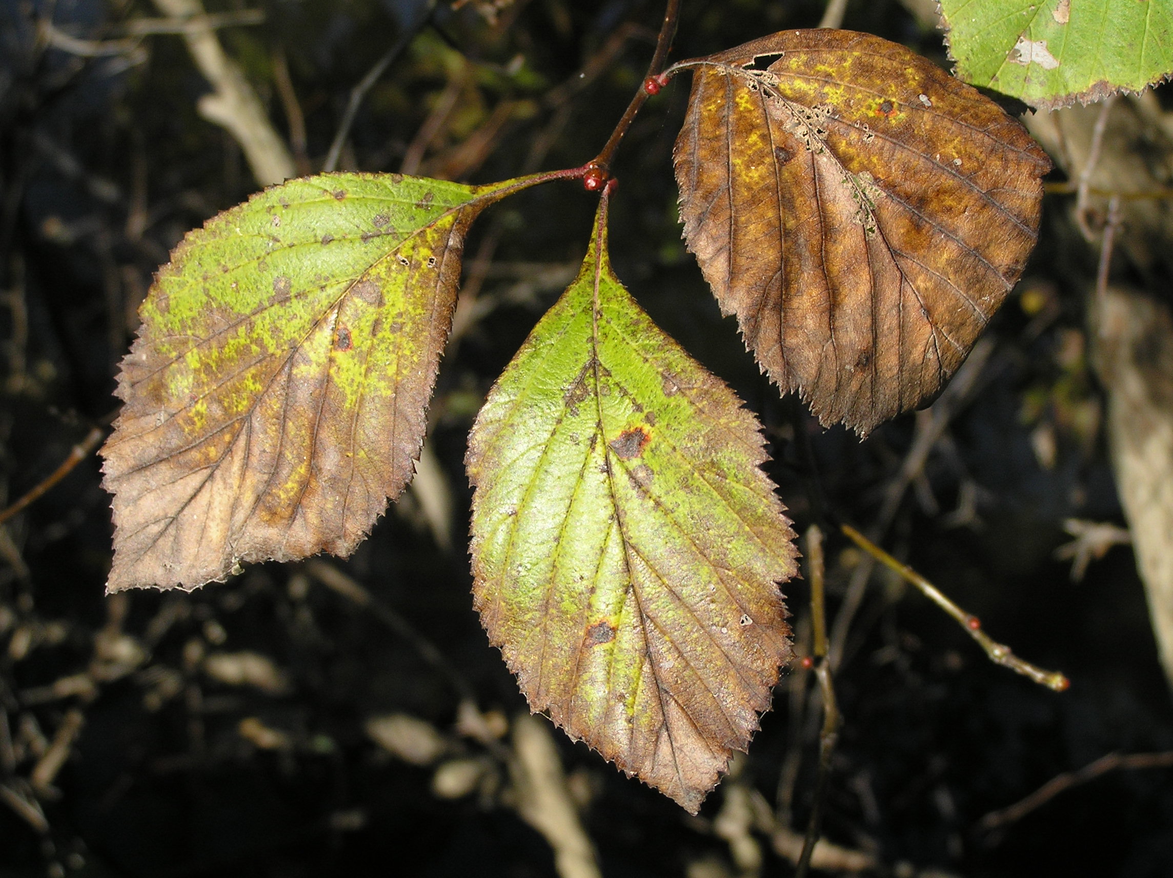 Native Trees of Indiana River Walk