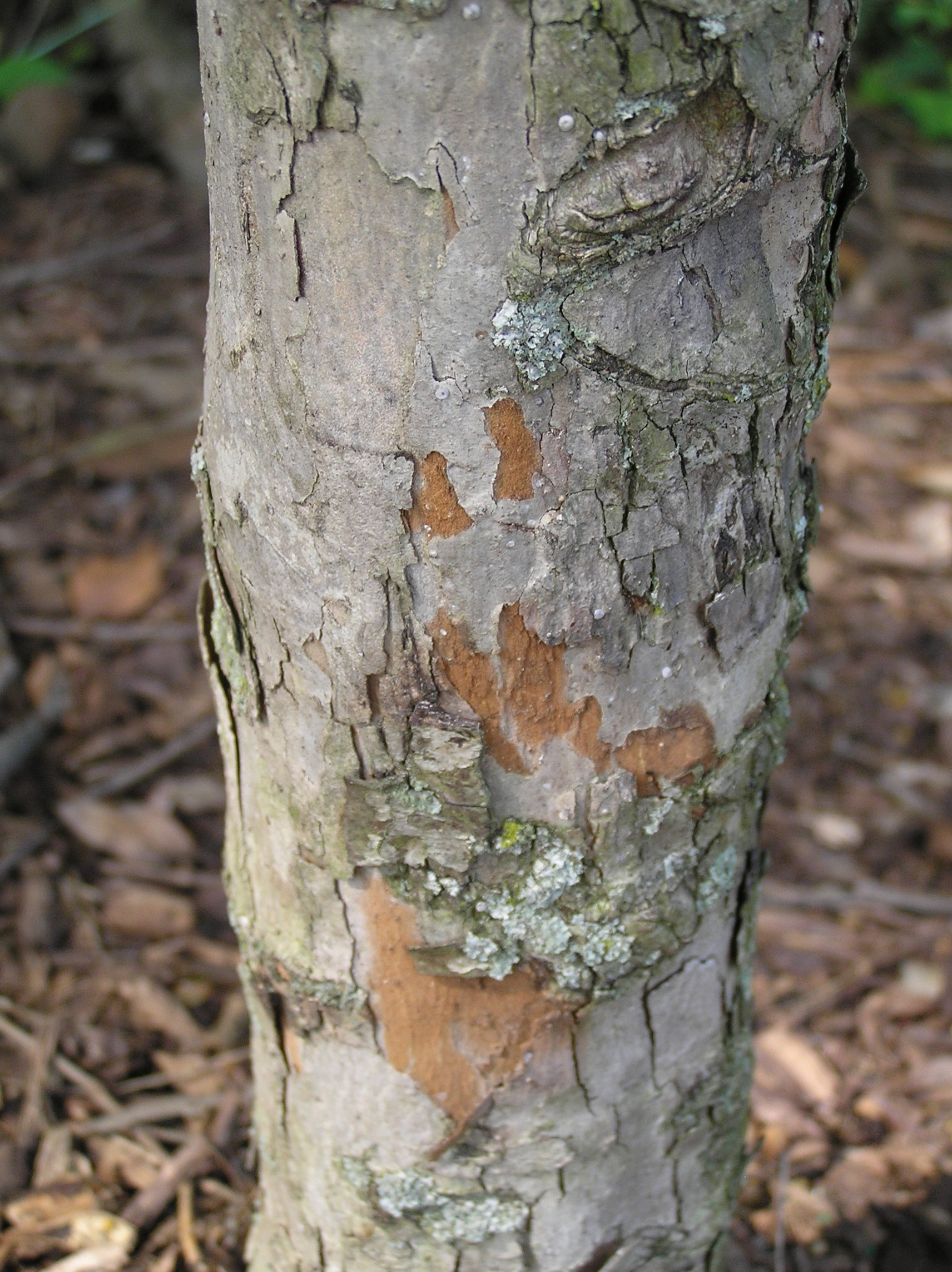 Native Trees of Indiana River Walk