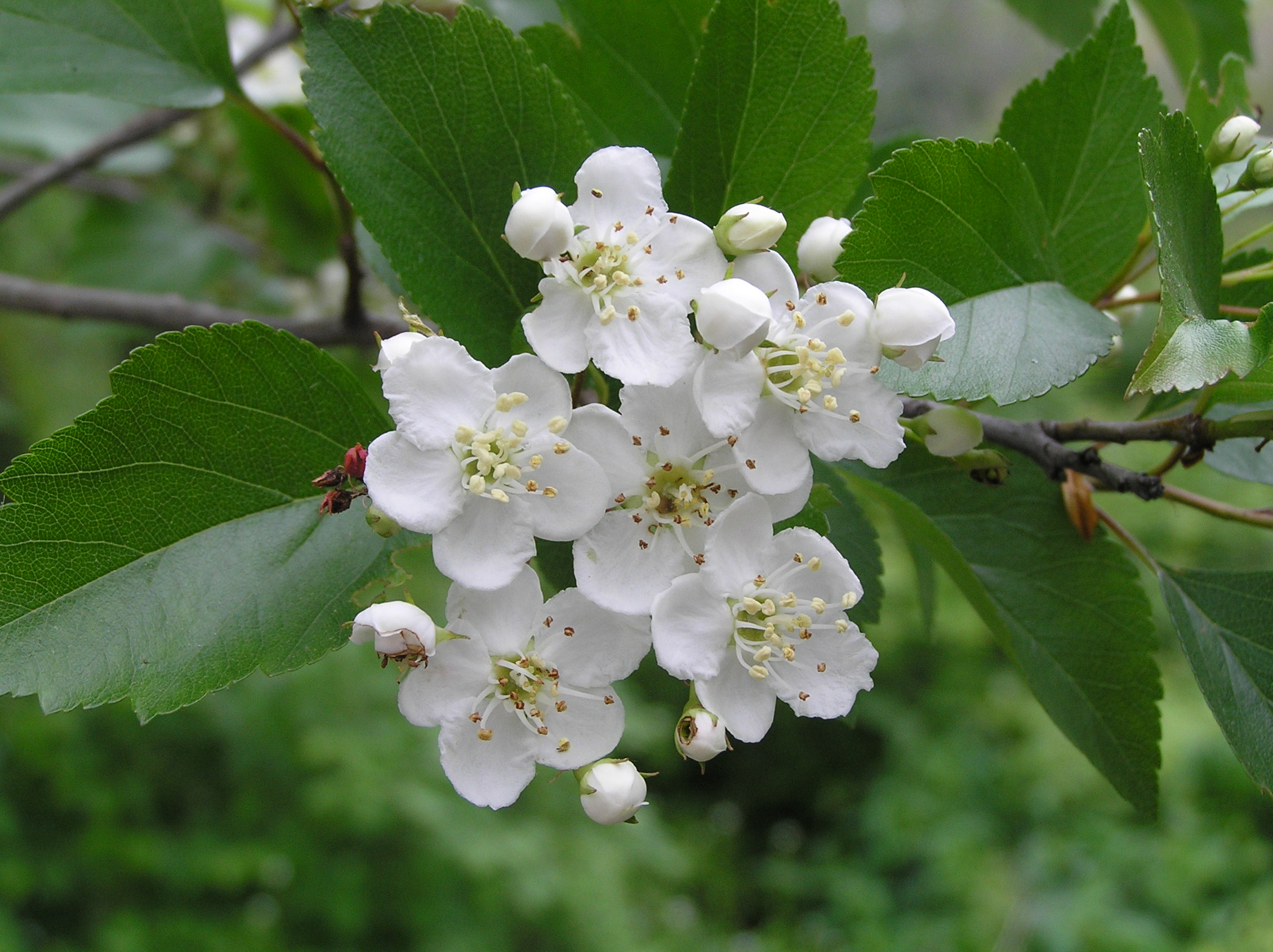 Native Trees of Indiana River Walk