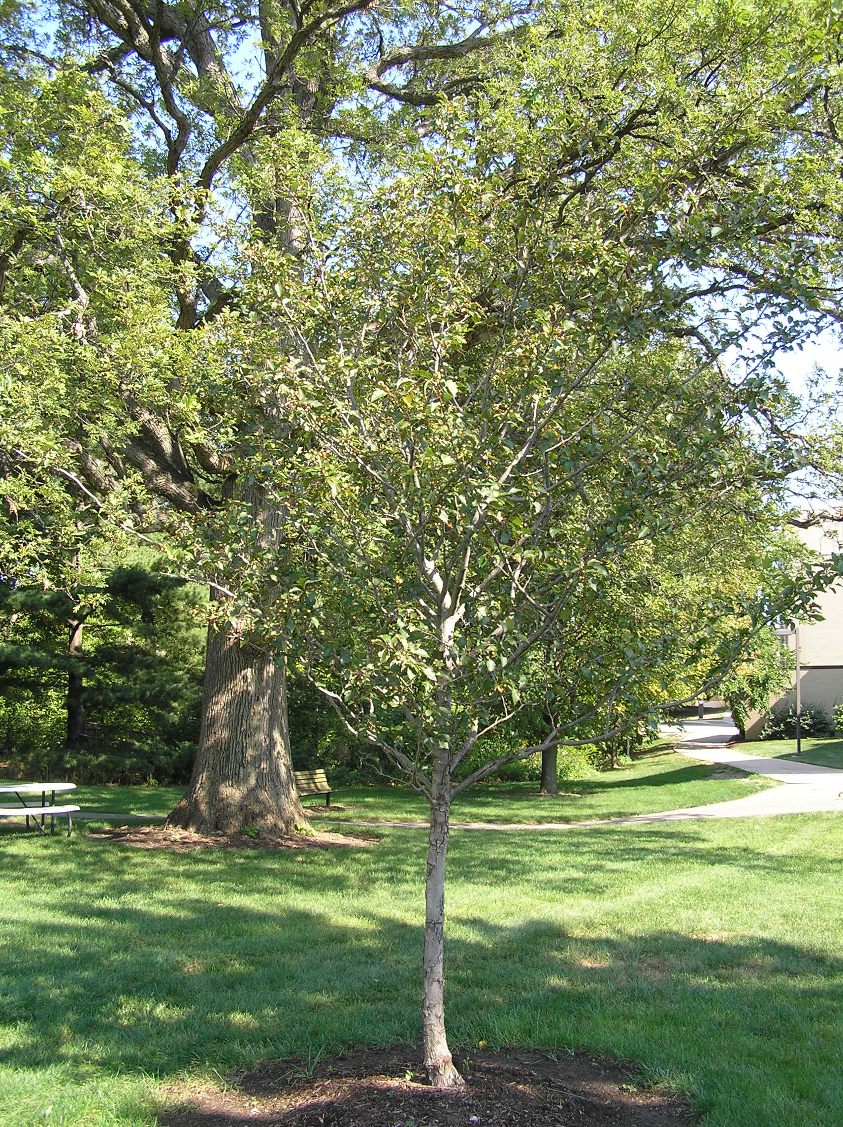 Native Trees of Indiana River Walk