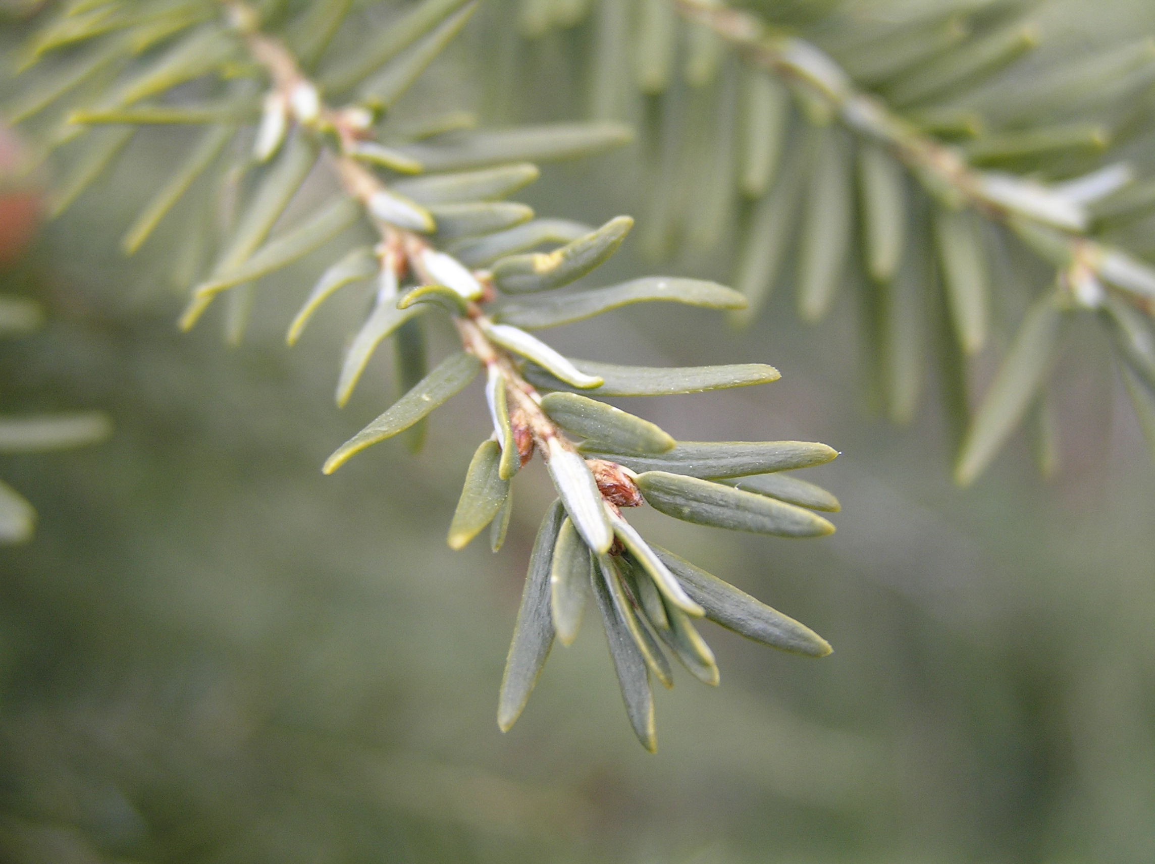 Native Trees of Indiana River Walk