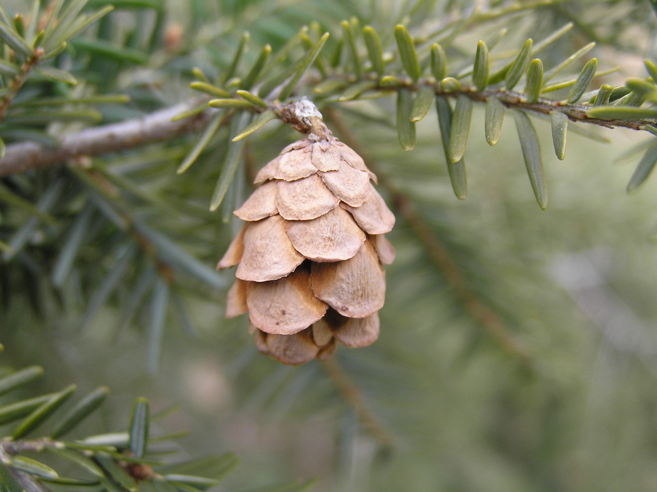 Native Trees of Indiana River Walk