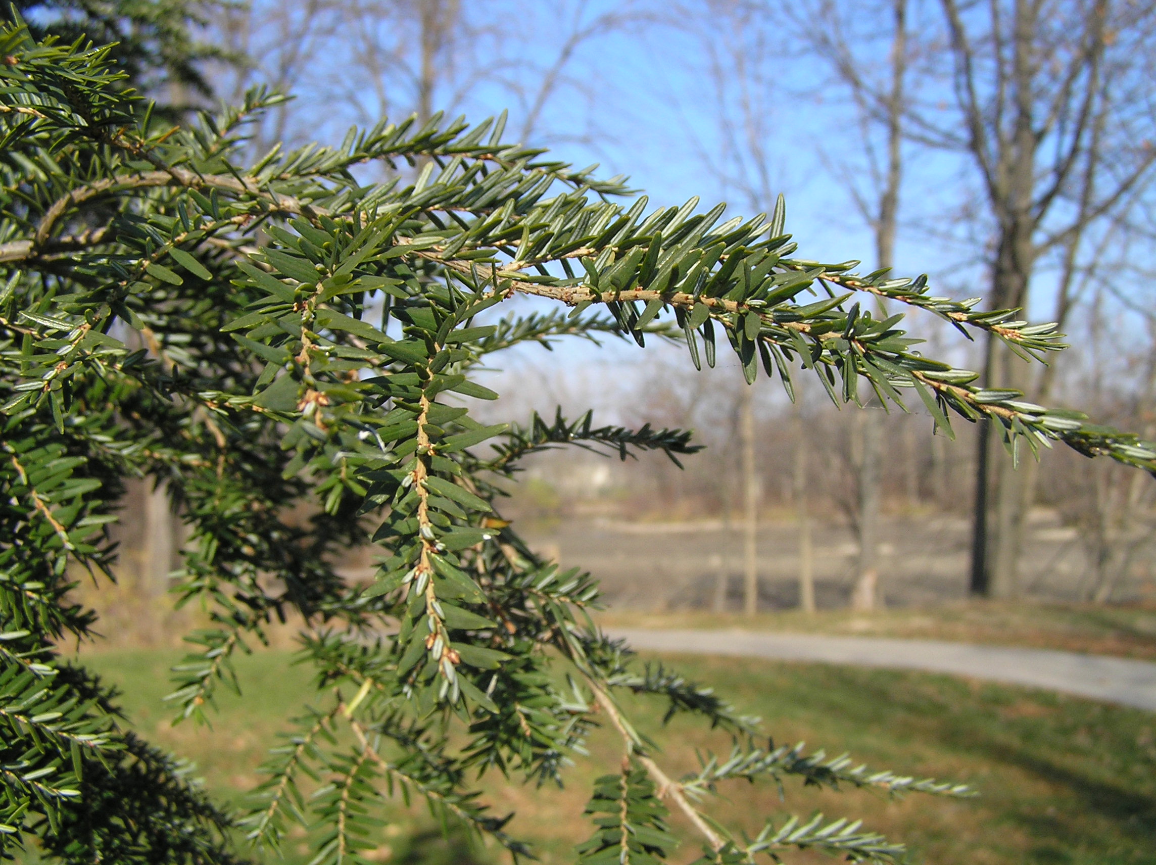 Native Trees of Indiana River Walk