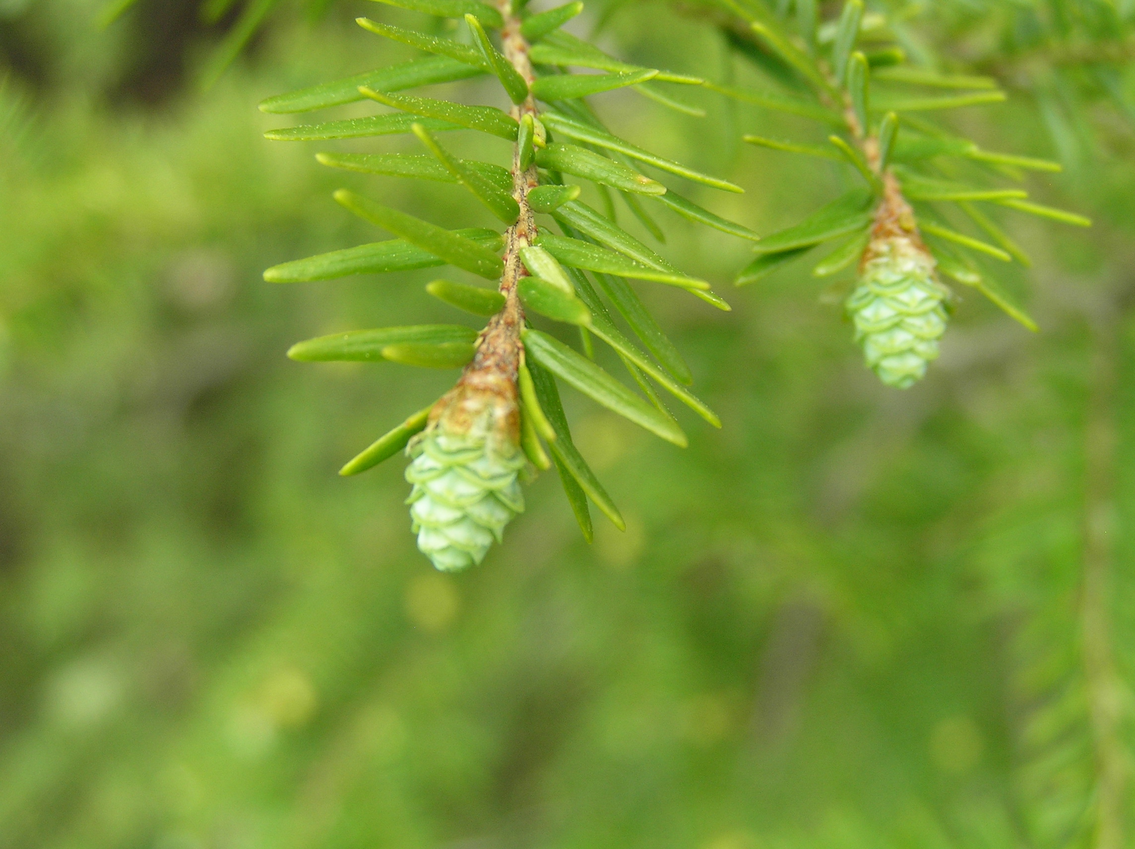 Native Trees of Indiana River Walk