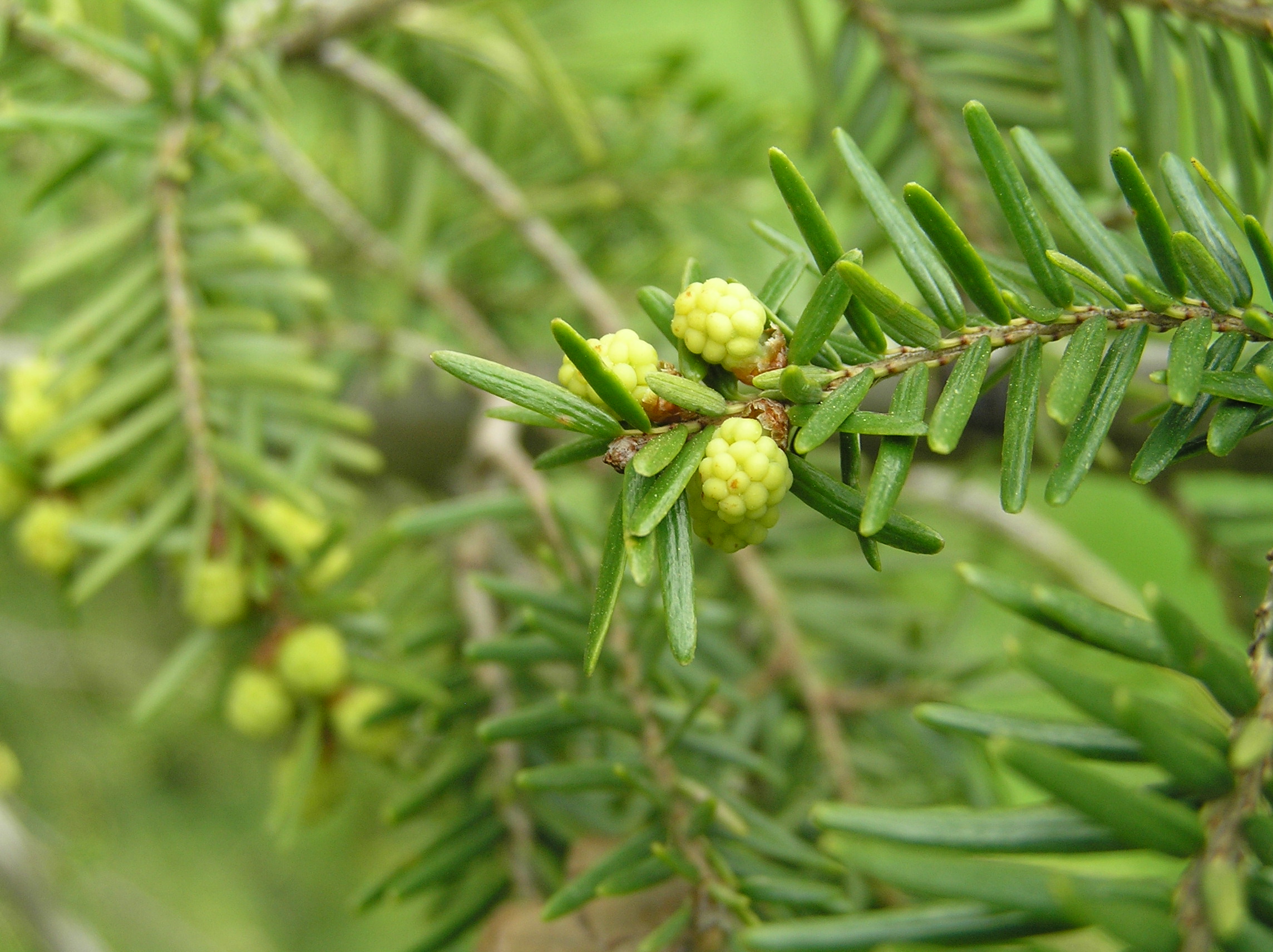 Native Trees of Indiana River Walk