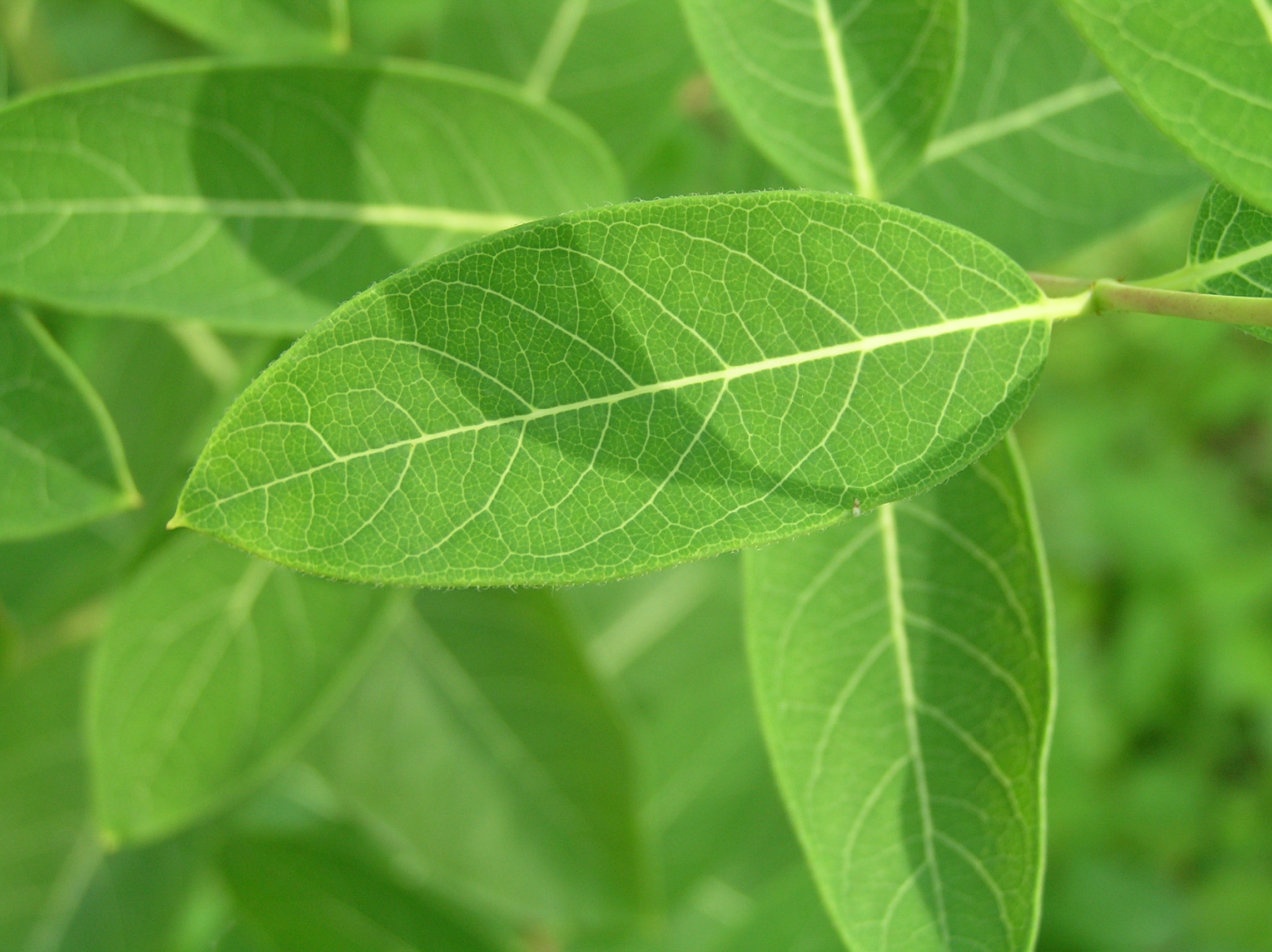 Native Trees of Indiana River Walk