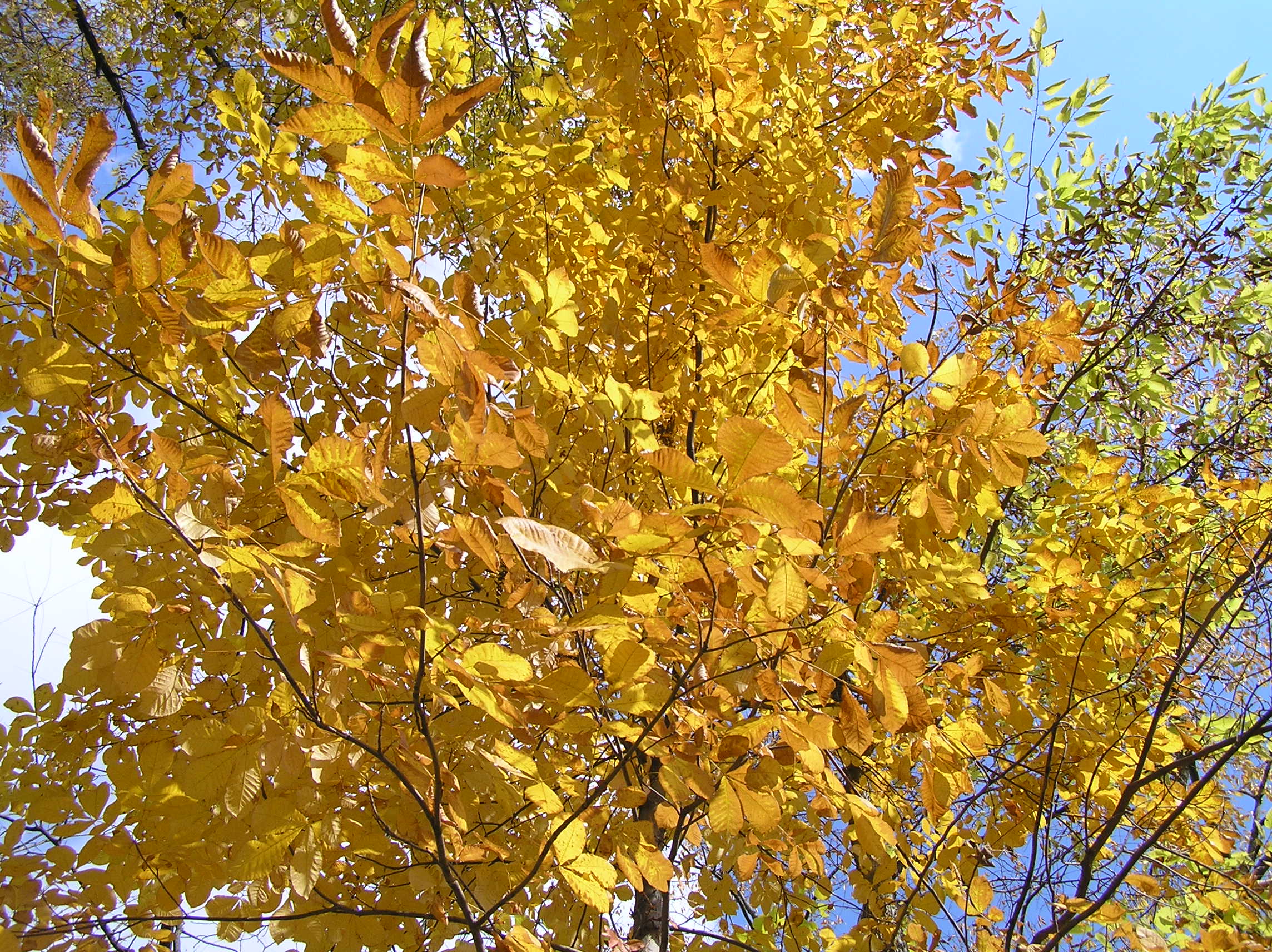 Native Trees of Indiana River Walk