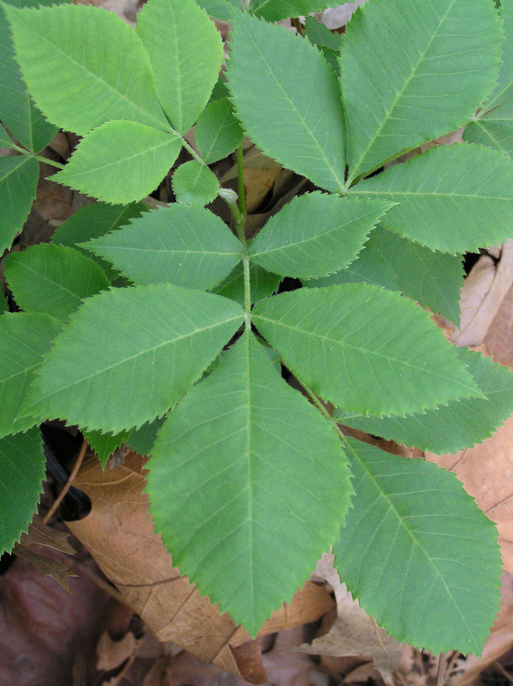 Native Trees of Indiana River Walk