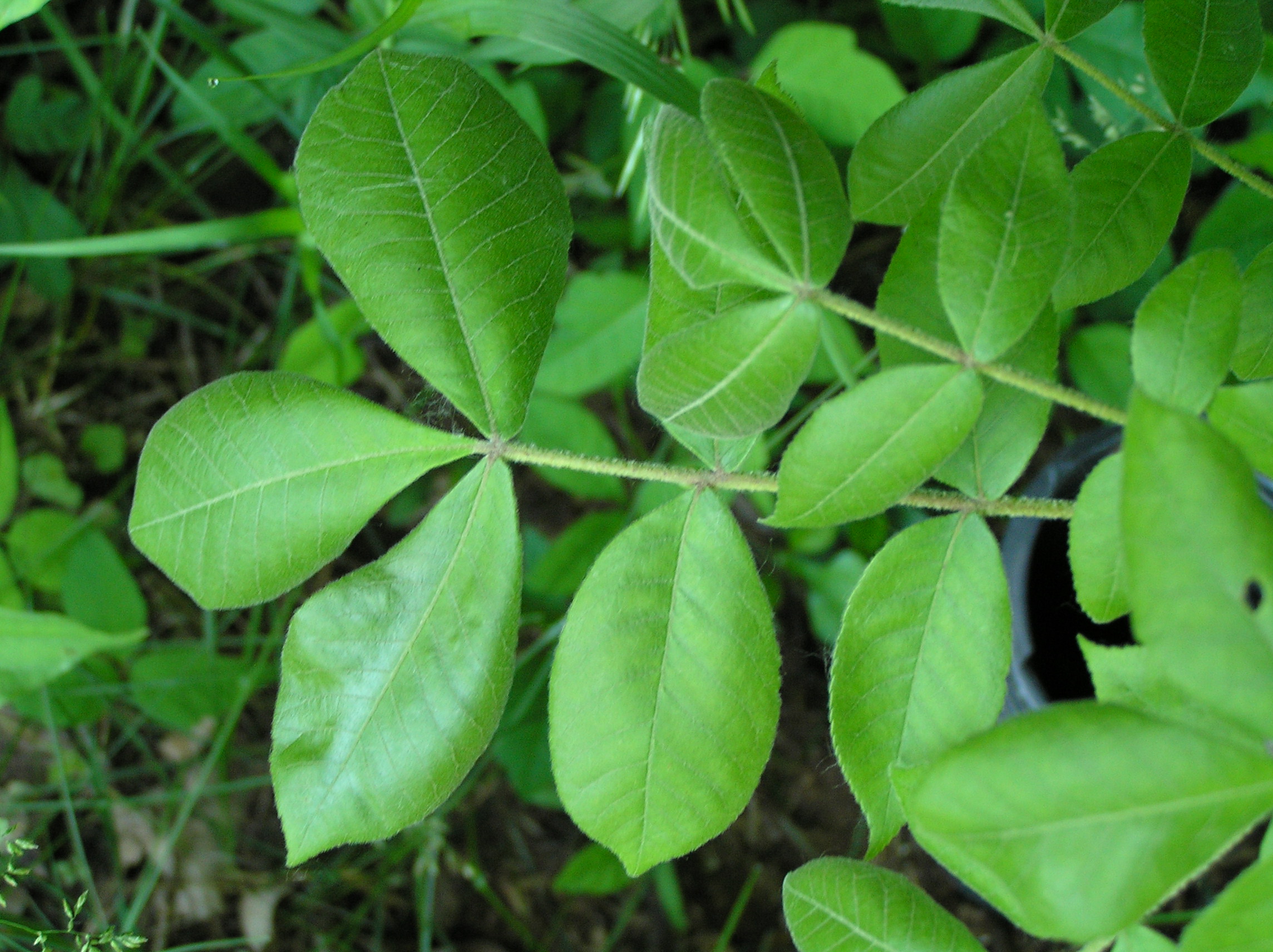 Native Trees of Indiana River Walk