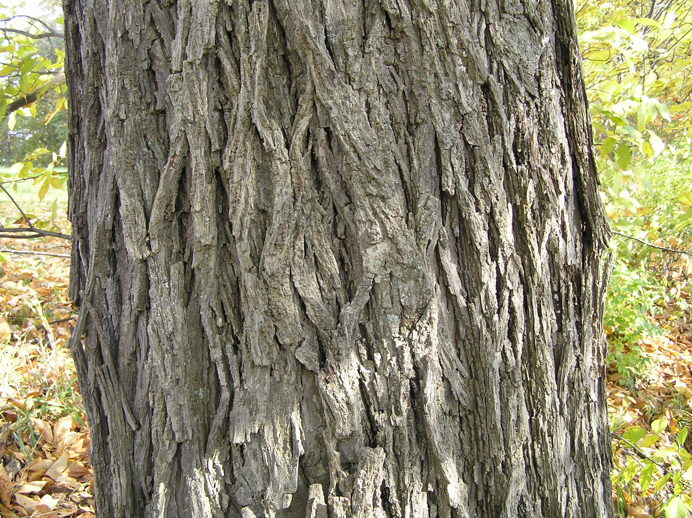 Native Trees of Indiana River Walk