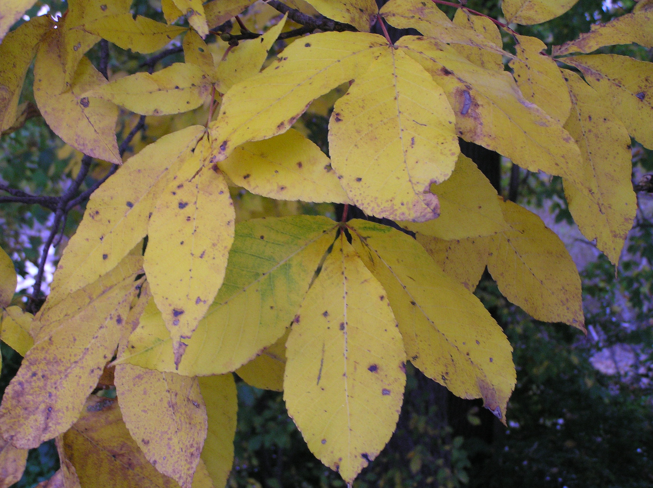 Native Trees of Indiana River Walk