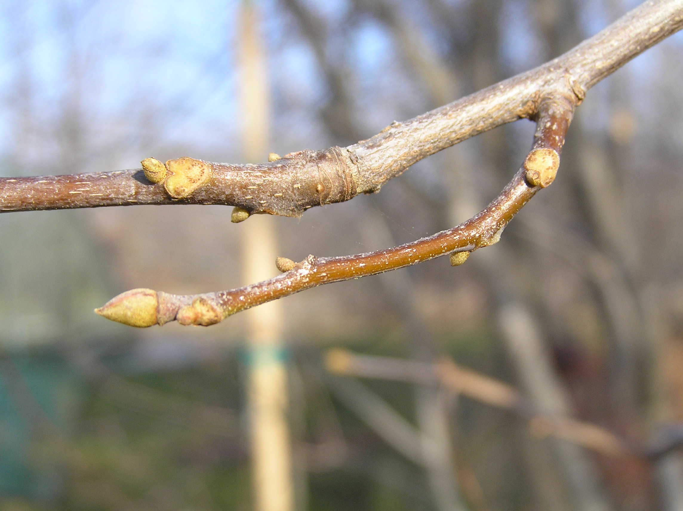 Native Trees of Indiana River Walk