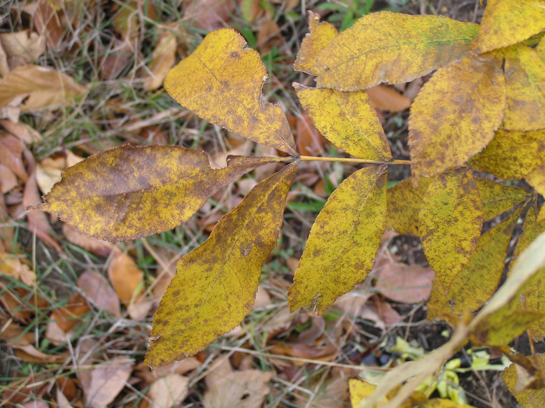 Native Trees of Indiana River Walk