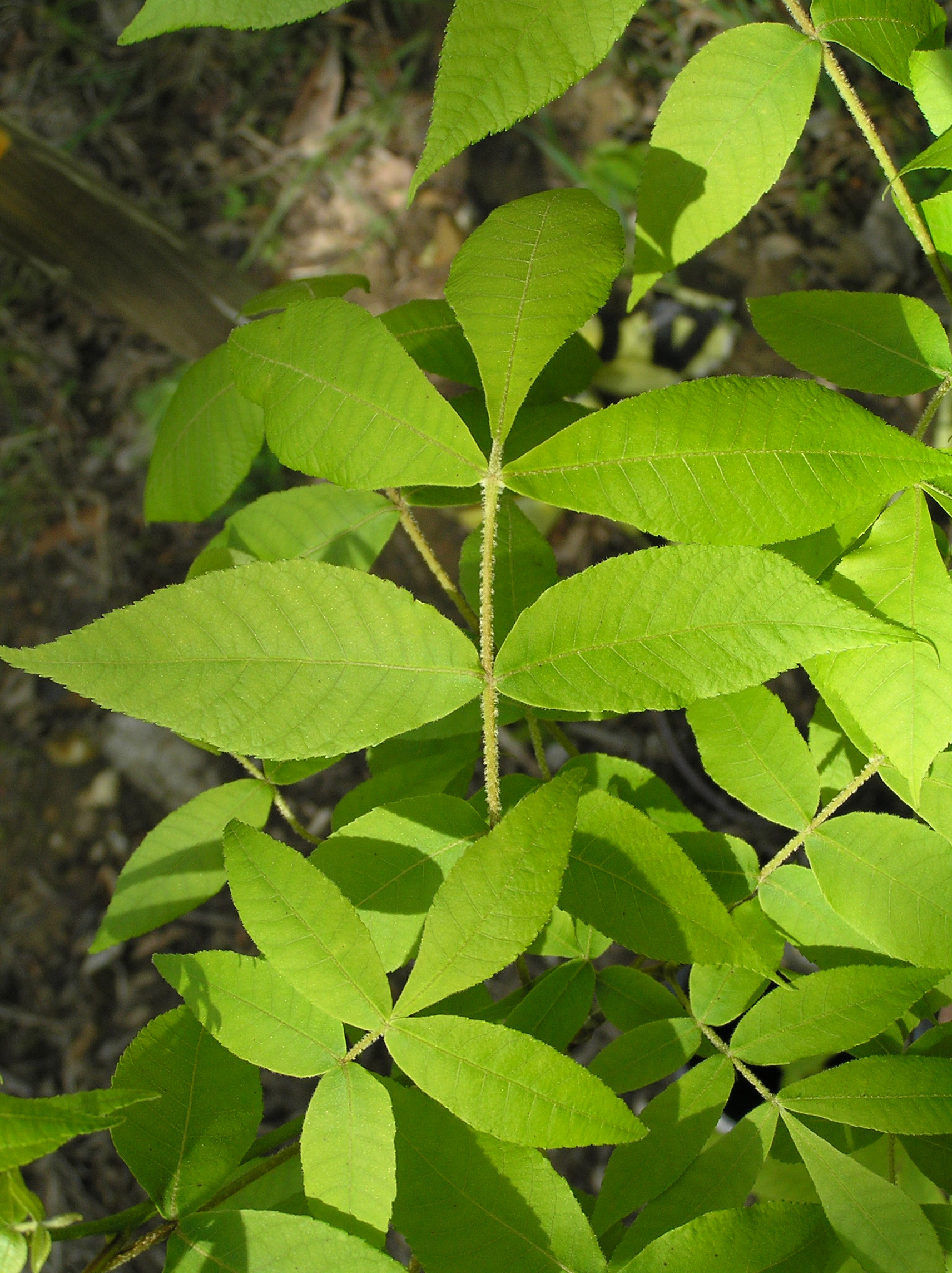 Native Trees of Indiana River Walk