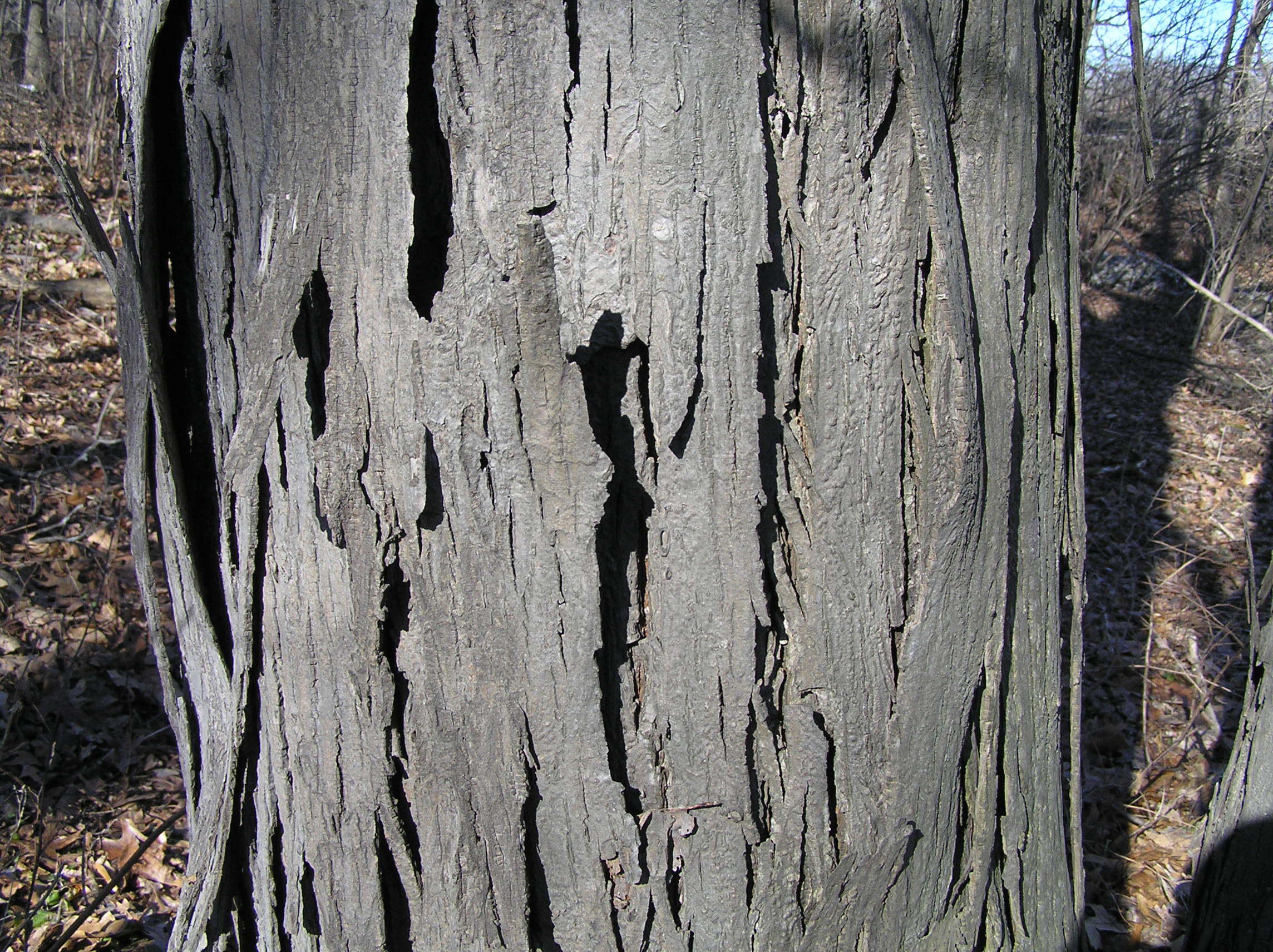 Native Trees of Indiana River Walk
