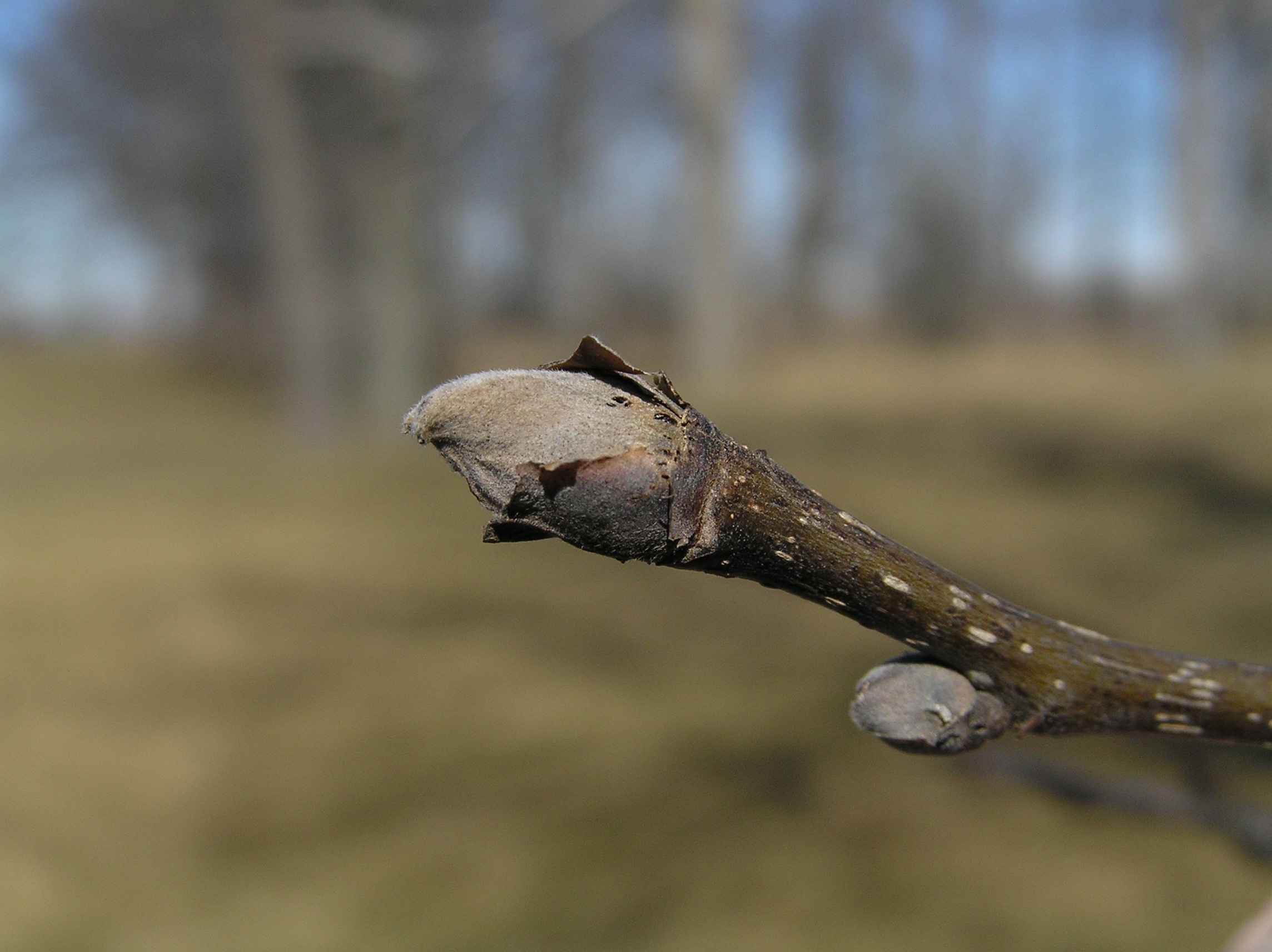 Native Trees of Indiana River Walk