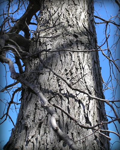 Native Trees of Indiana River Walk