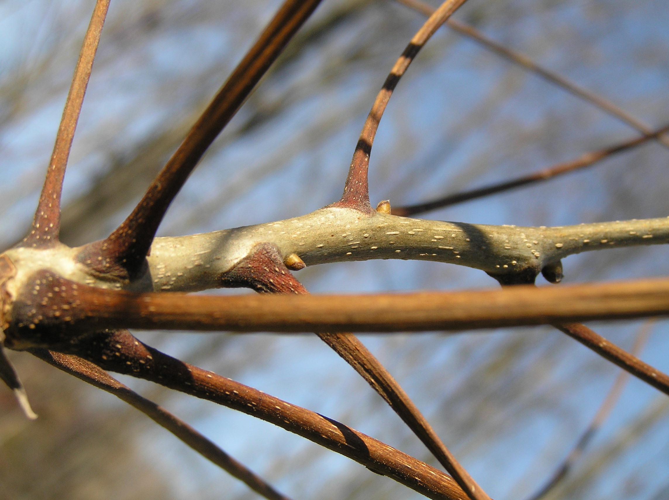 Native Trees of Indiana River Walk