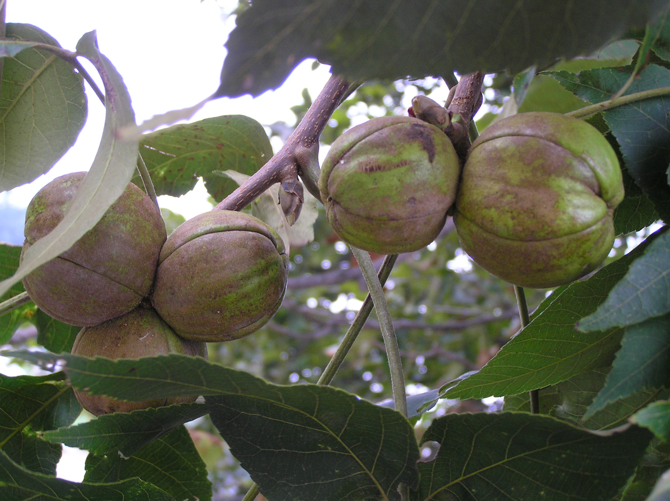 Native Trees of Indiana River Walk