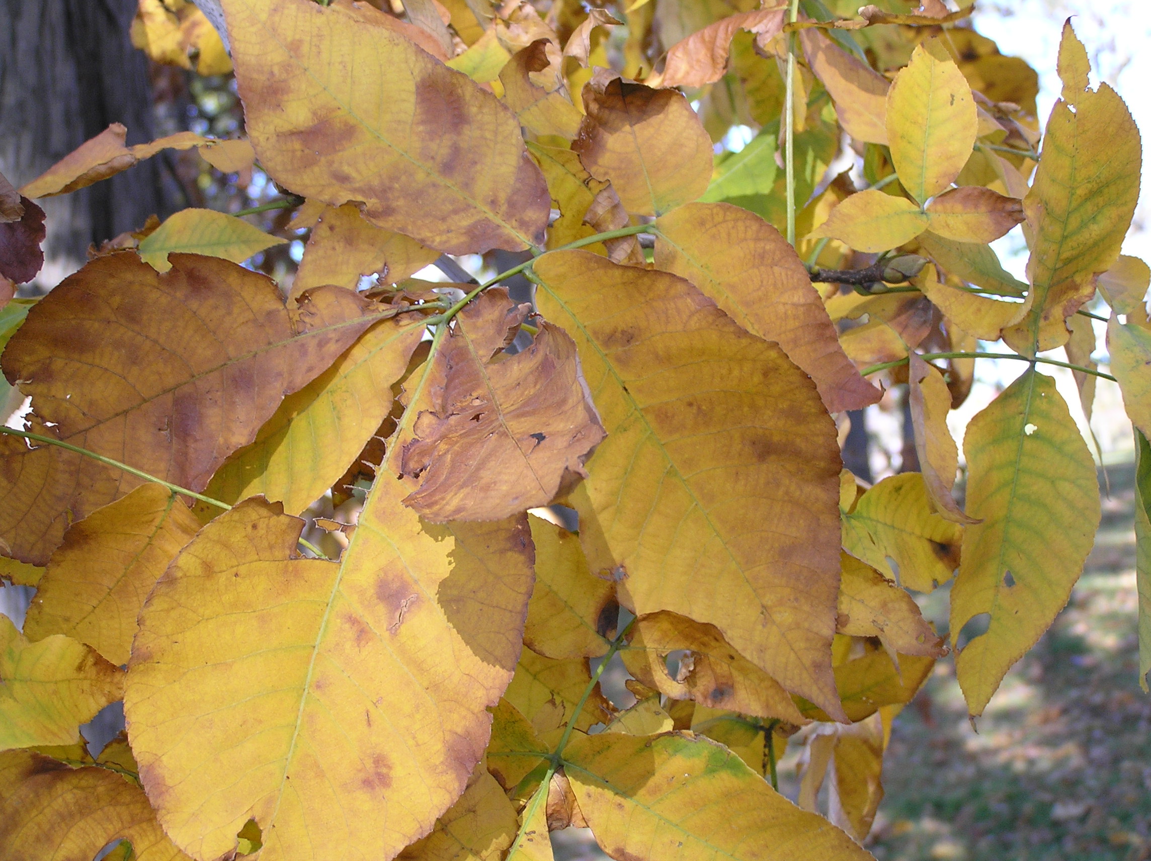 Native Trees of Indiana River Walk