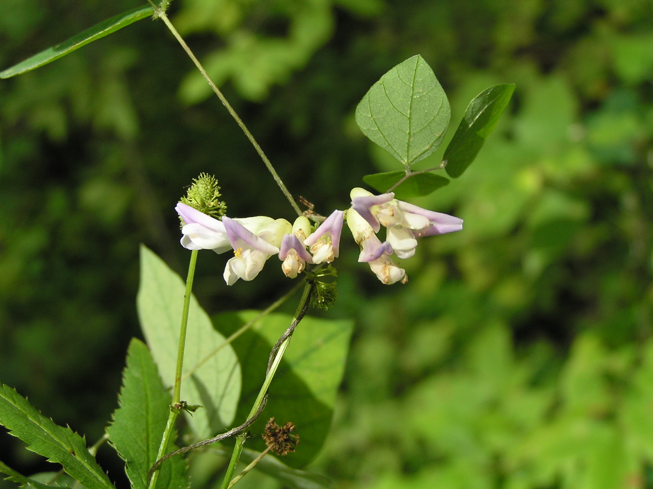 Native Trees of Indiana River Walk