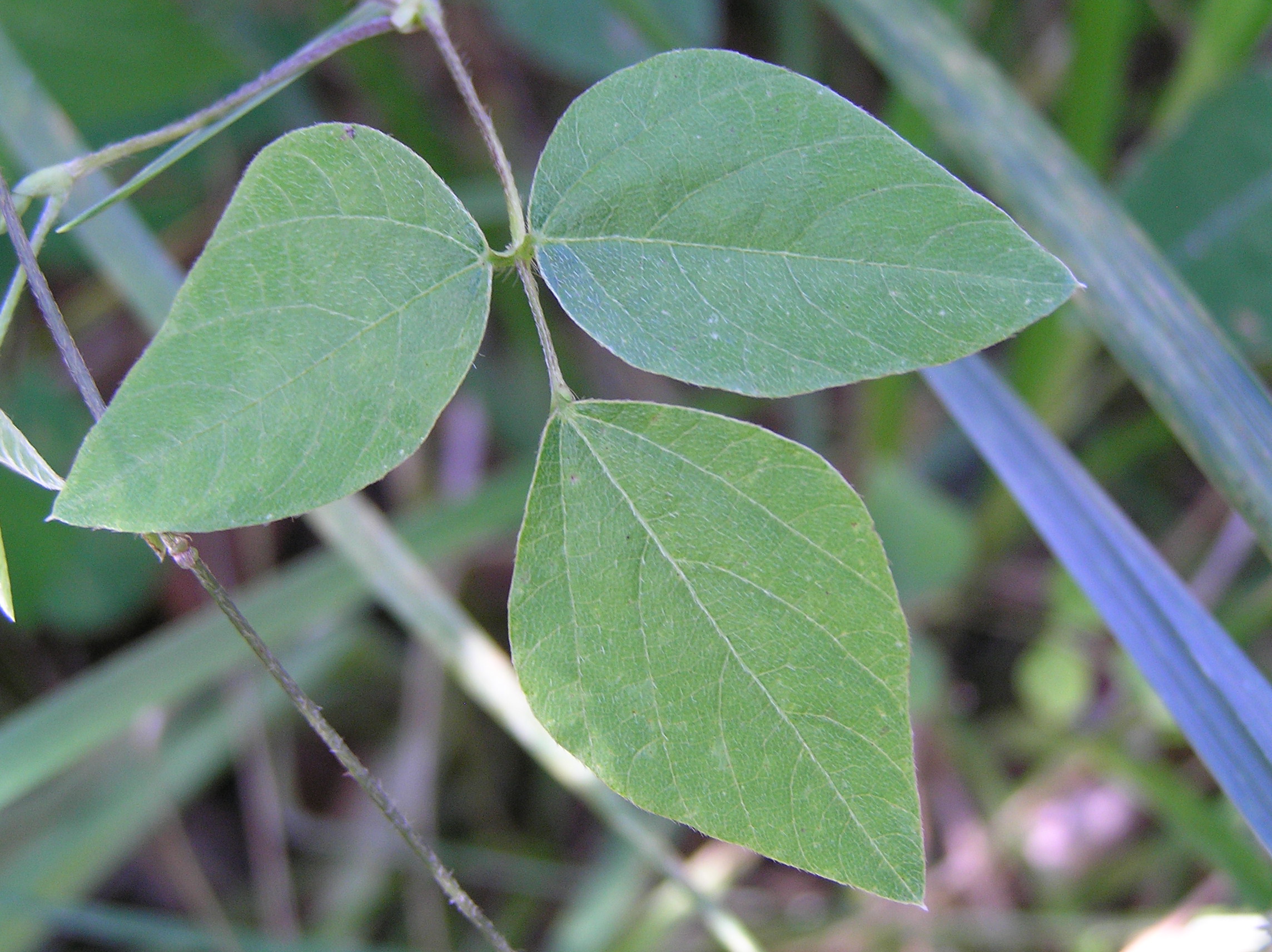 Native Trees of Indiana River Walk