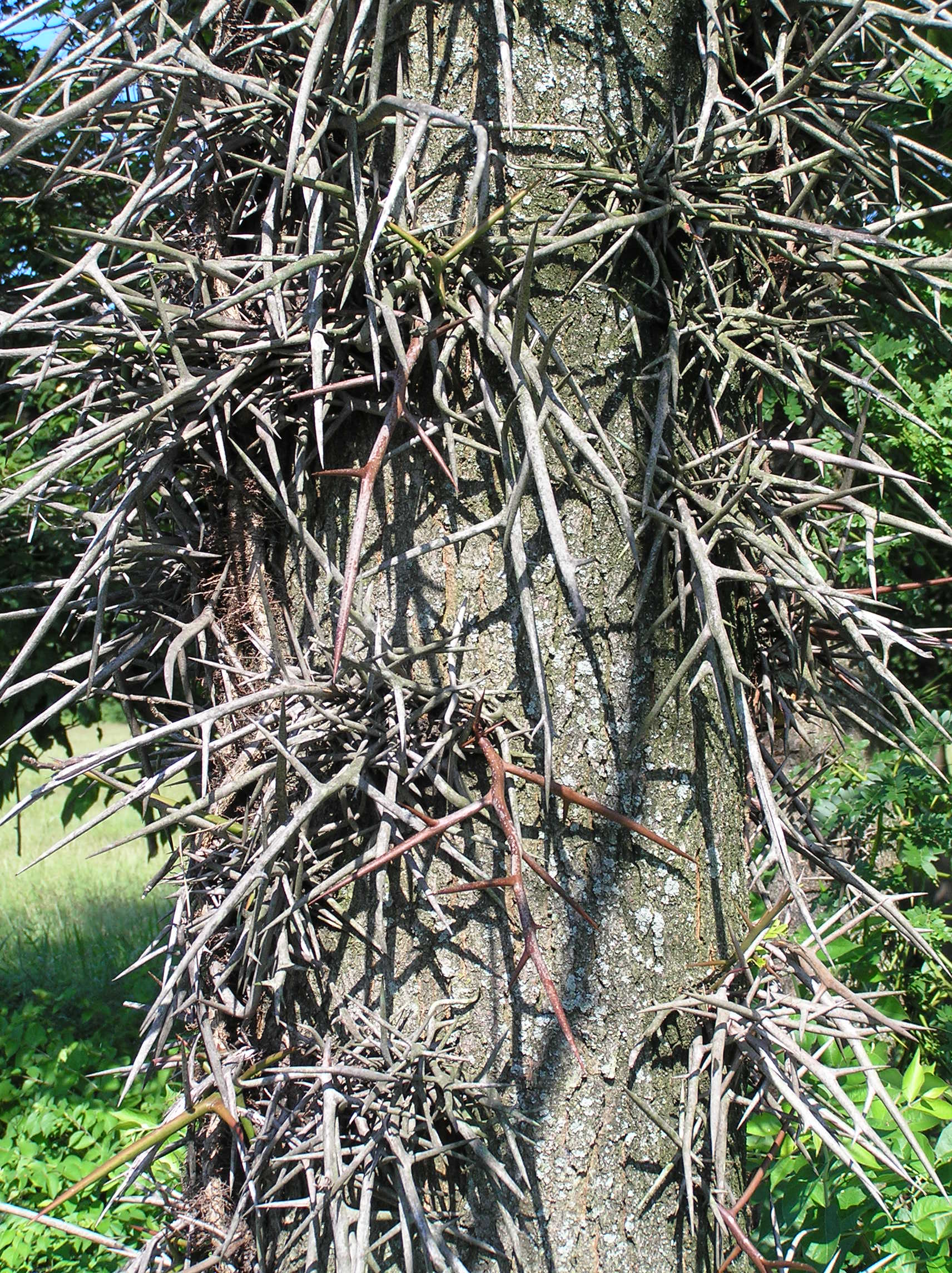 Native Trees of Indiana River Walk