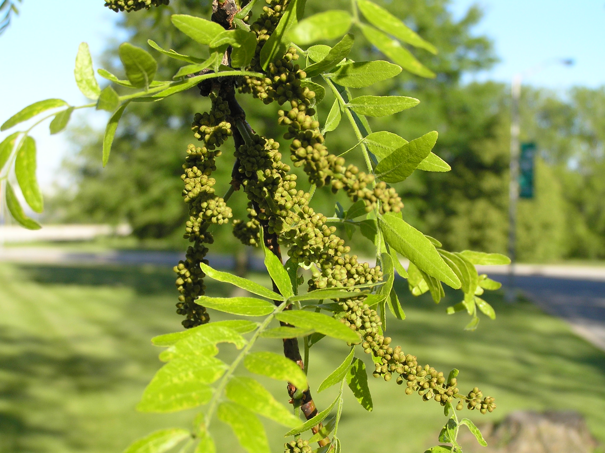 Native Trees of Indiana River Walk