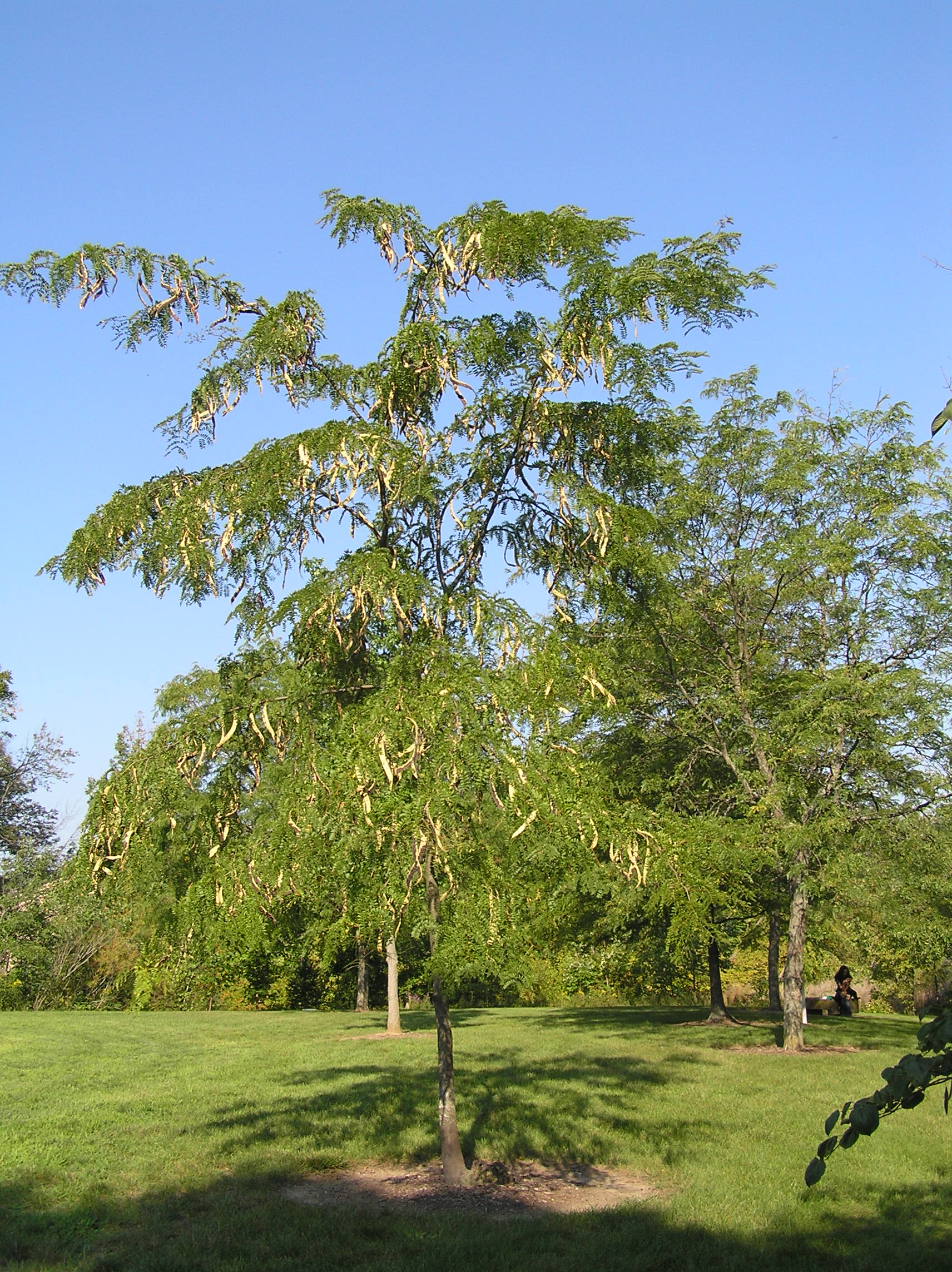 Native Trees of Indiana River Walk