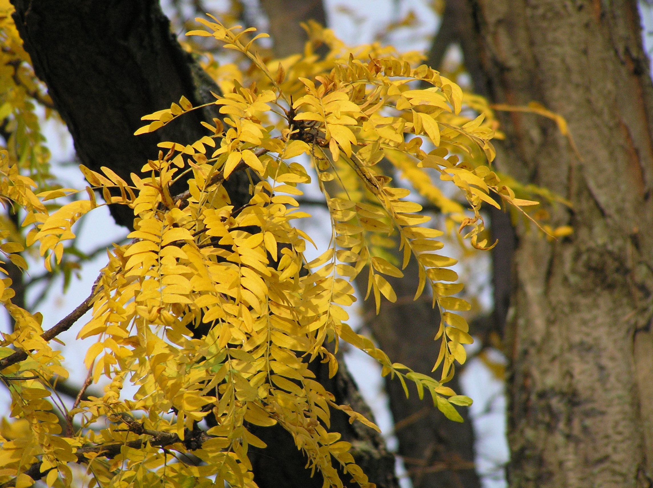 Native Trees of Indiana River Walk