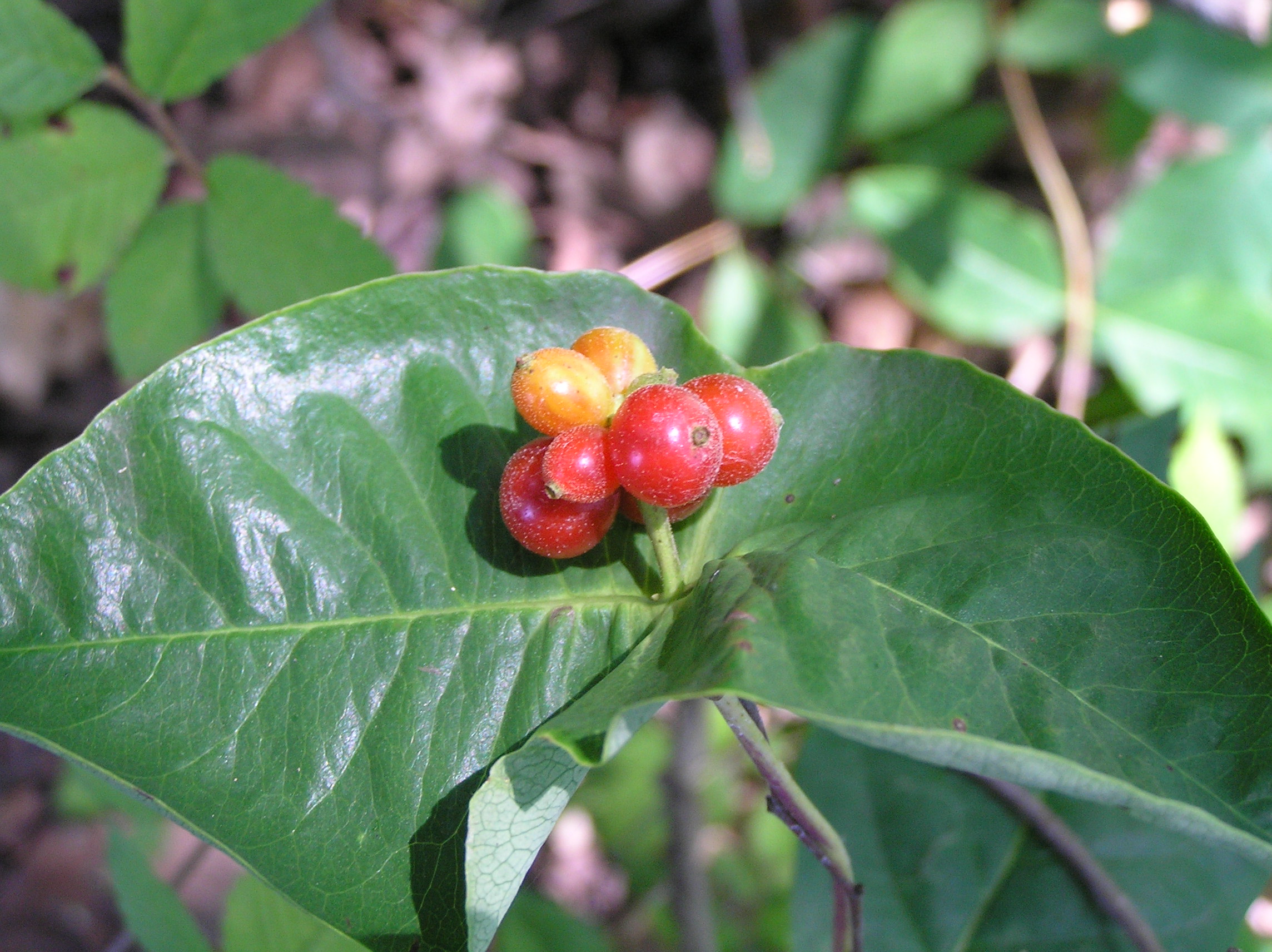 Native Trees of Indiana River Walk