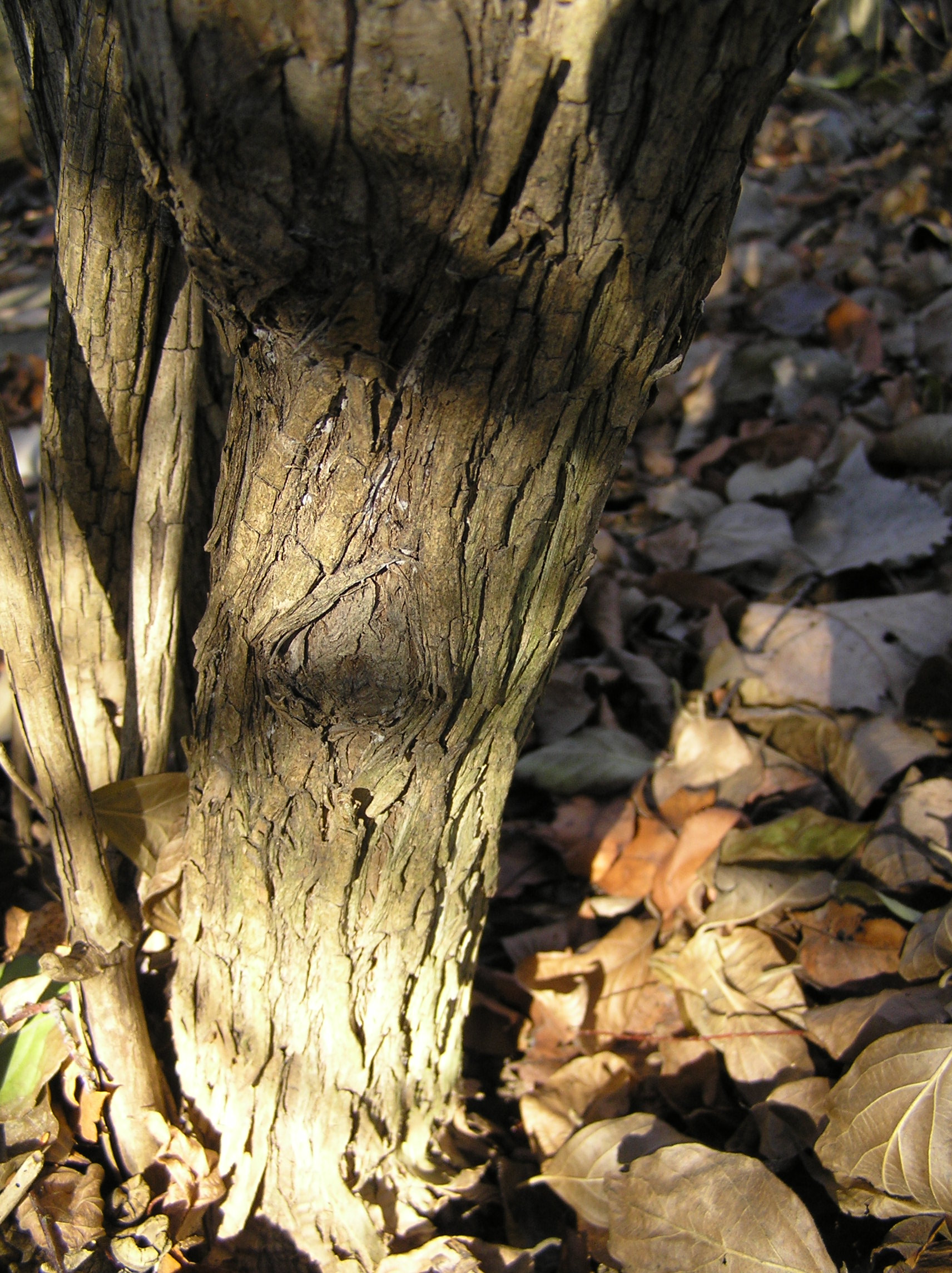 Native Trees of Indiana River Walk
