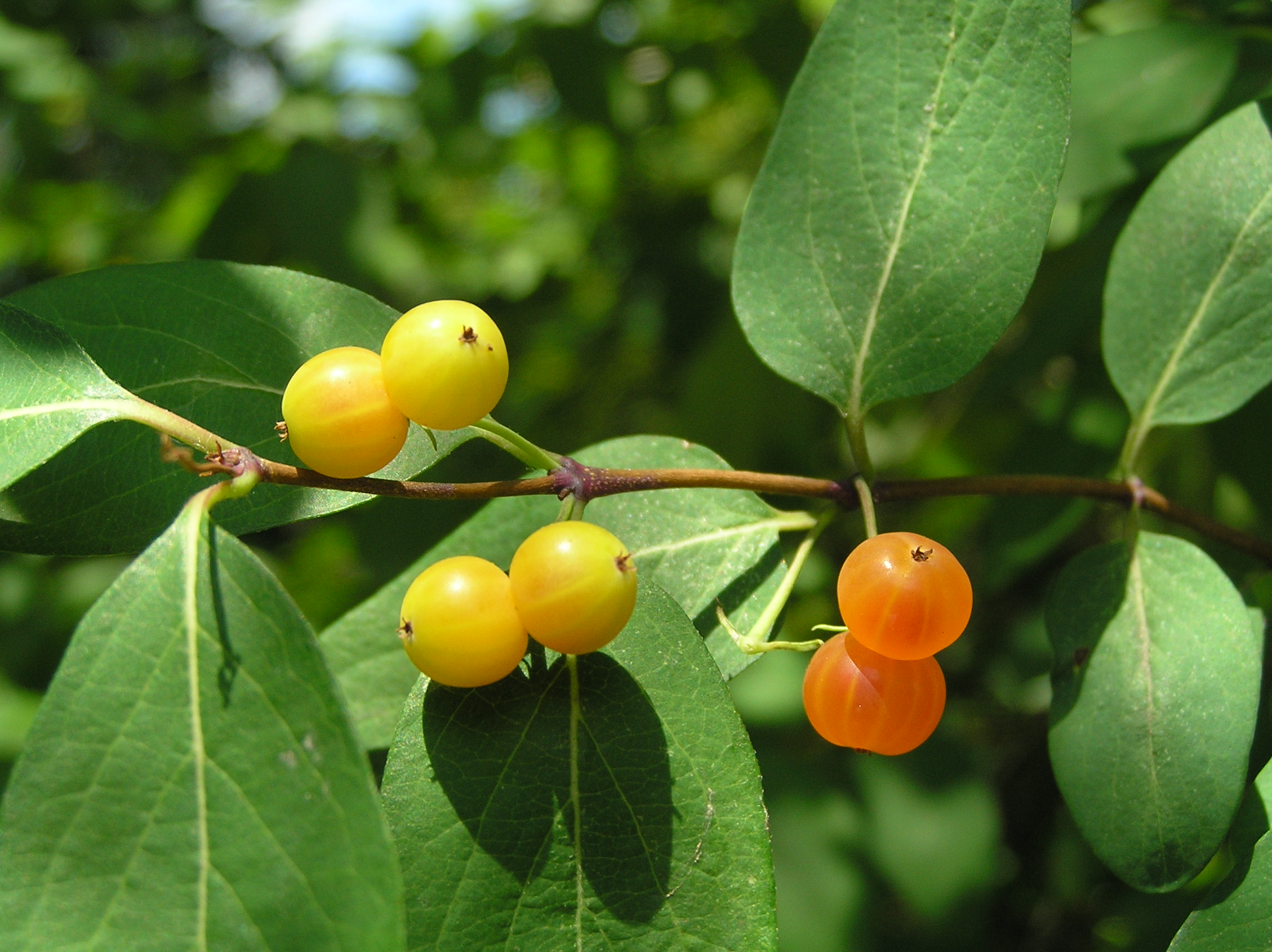 Native Trees of Indiana River Walk