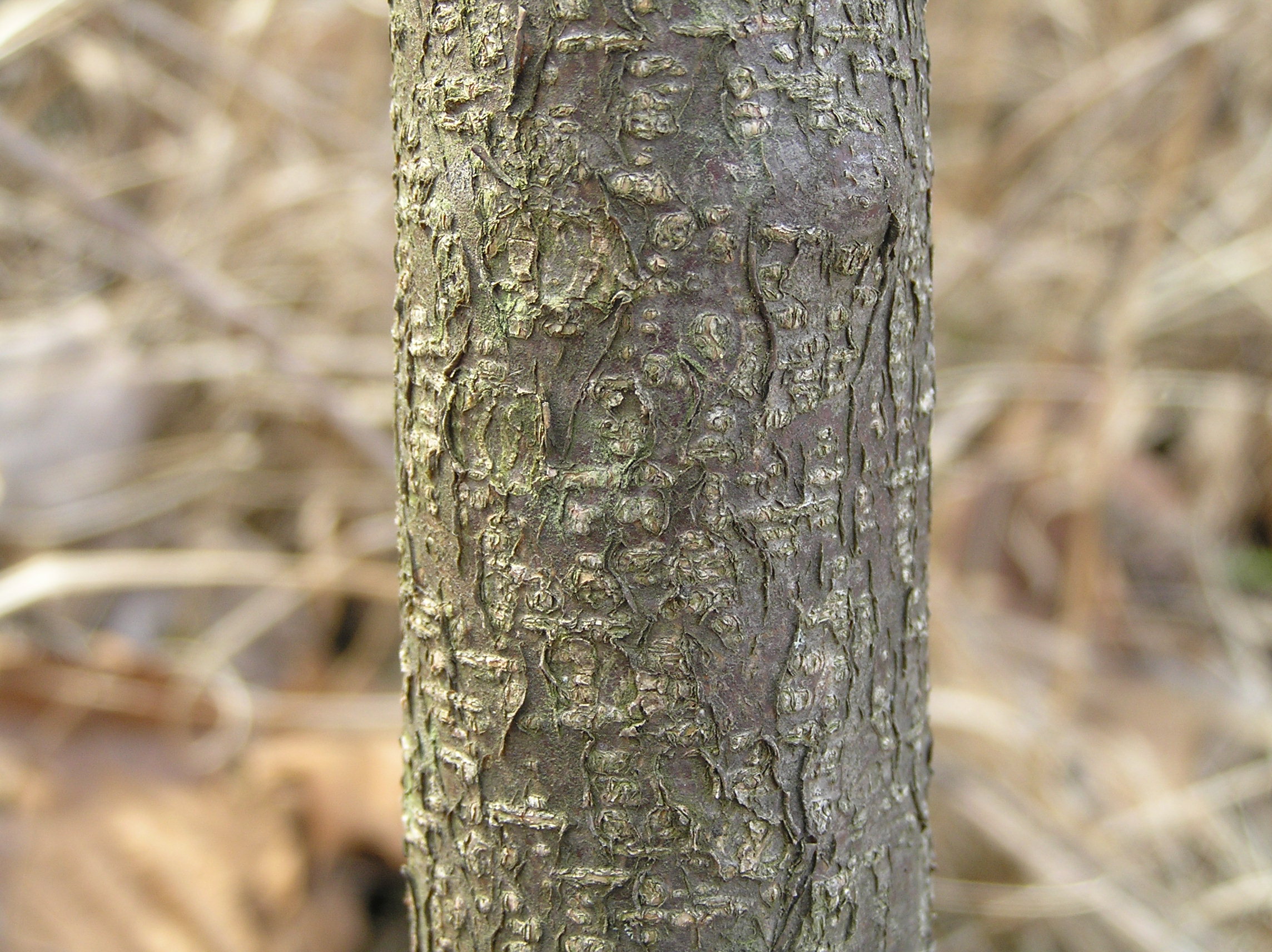 Native Trees of Indiana River Walk