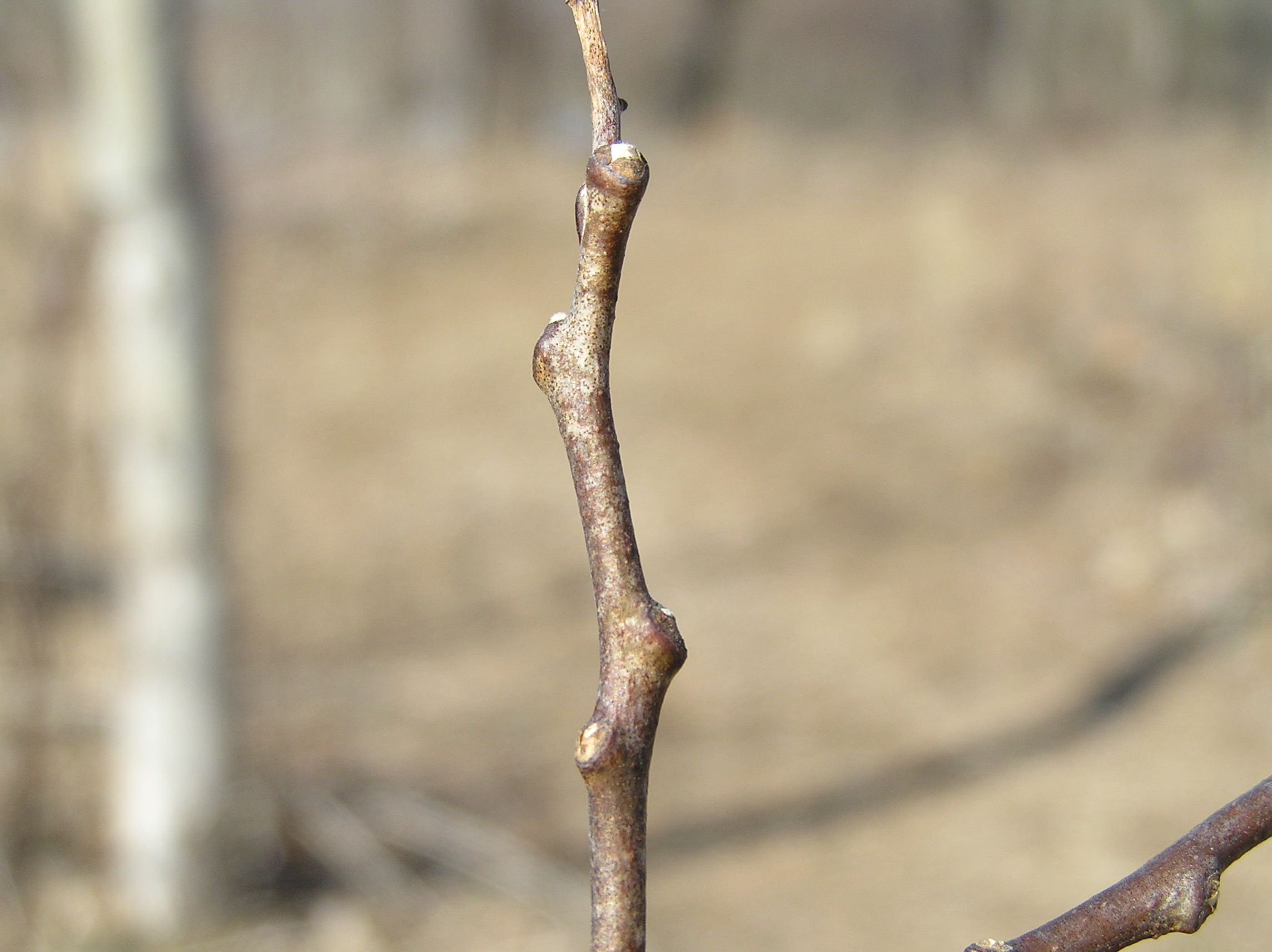 Native Trees of Indiana River Walk
