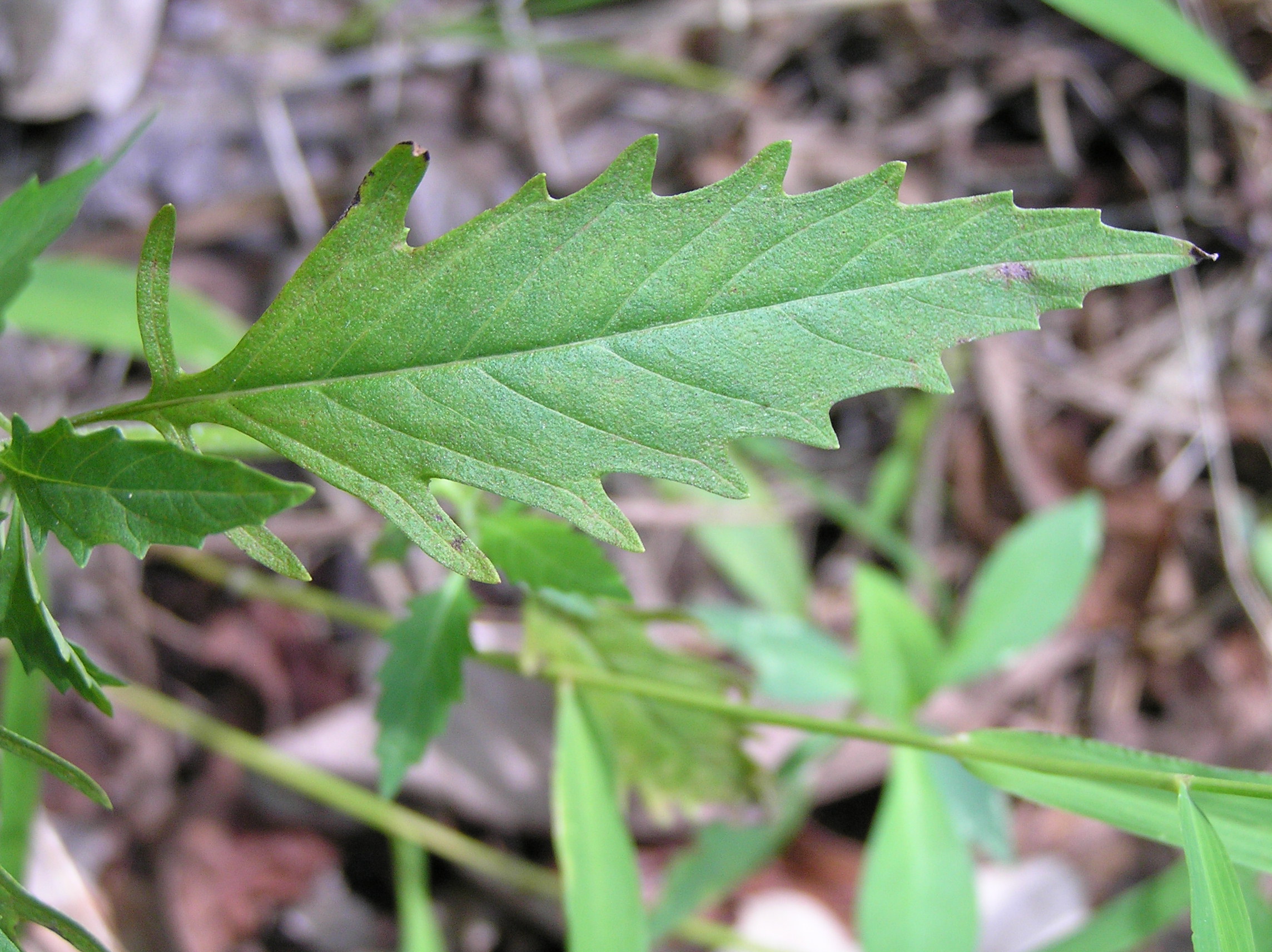 Native Trees of Indiana River Walk