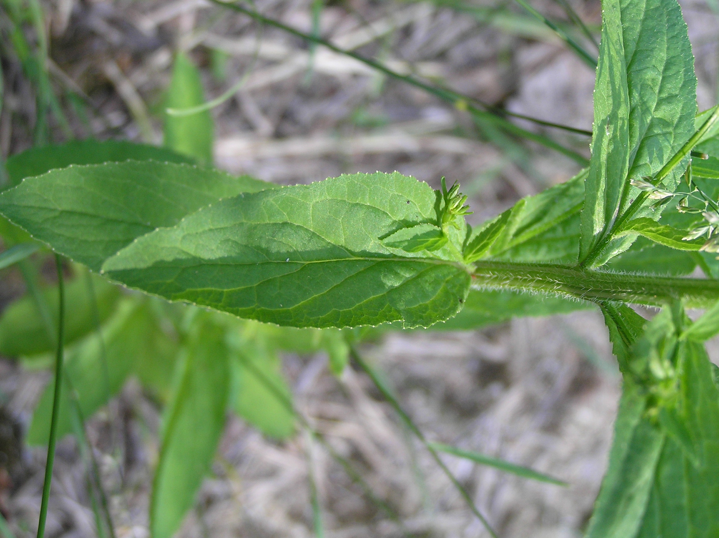Native Trees of Indiana River Walk