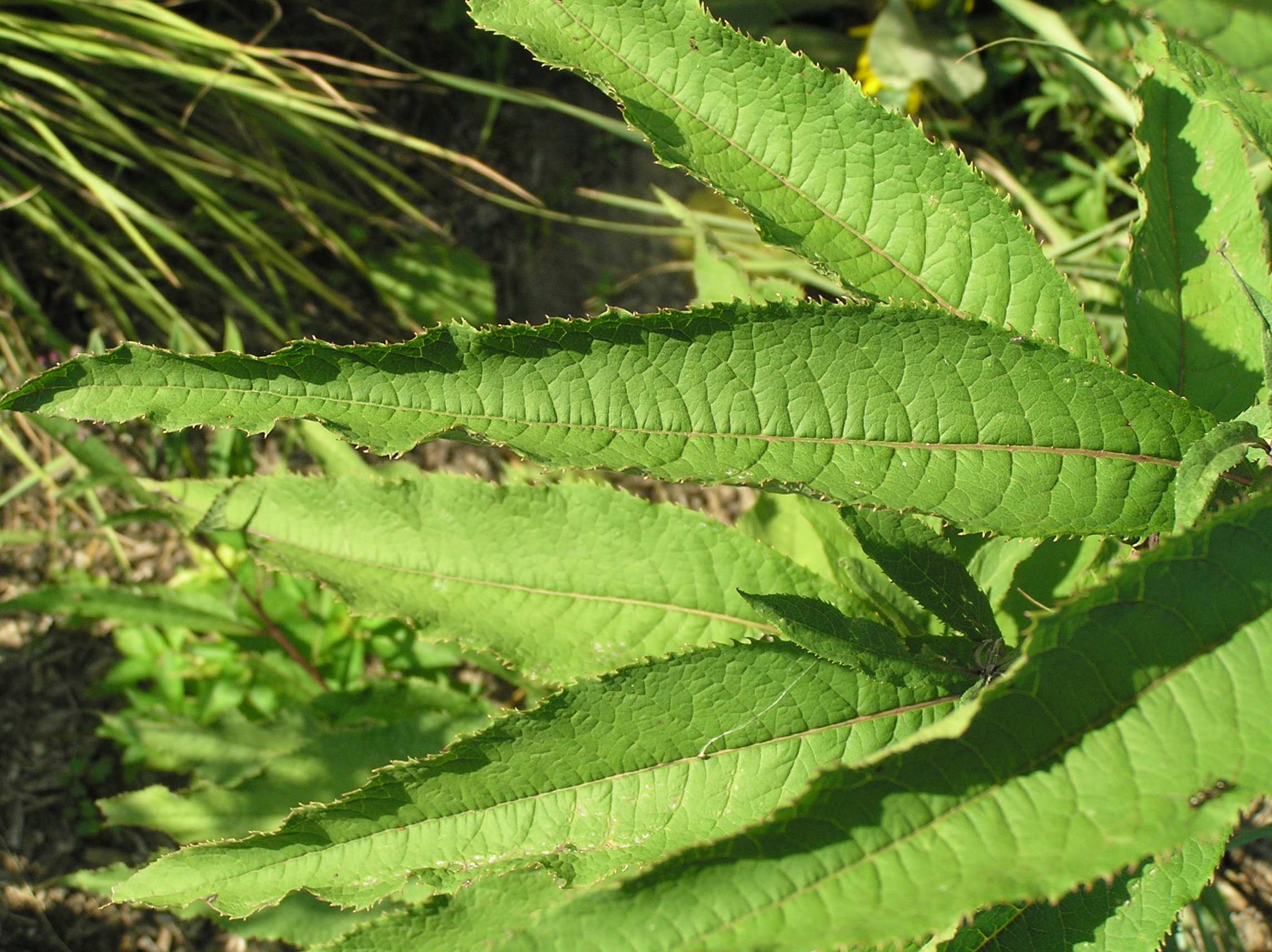 Native Trees of Indiana River Walk