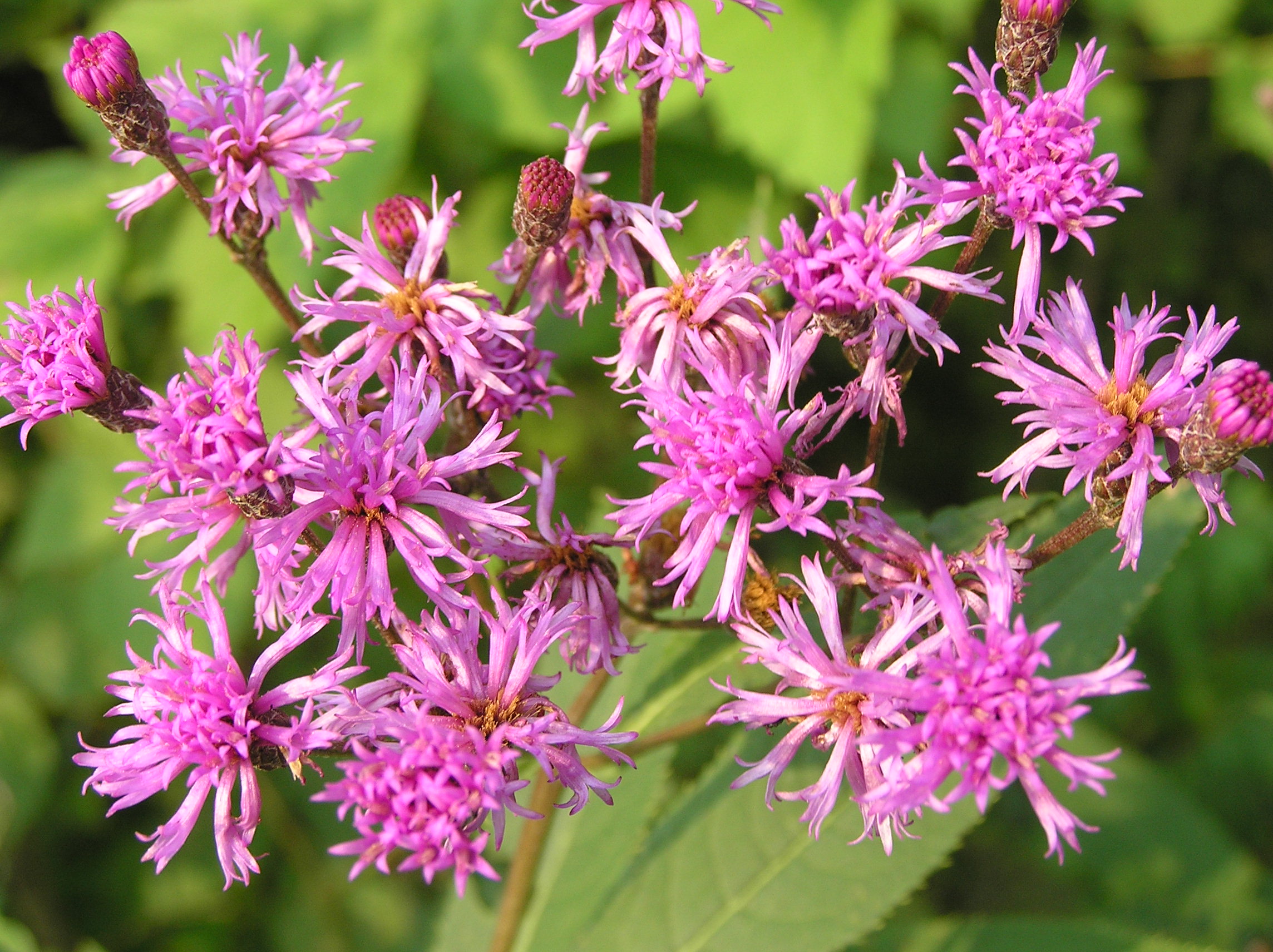 Native Trees of Indiana River Walk