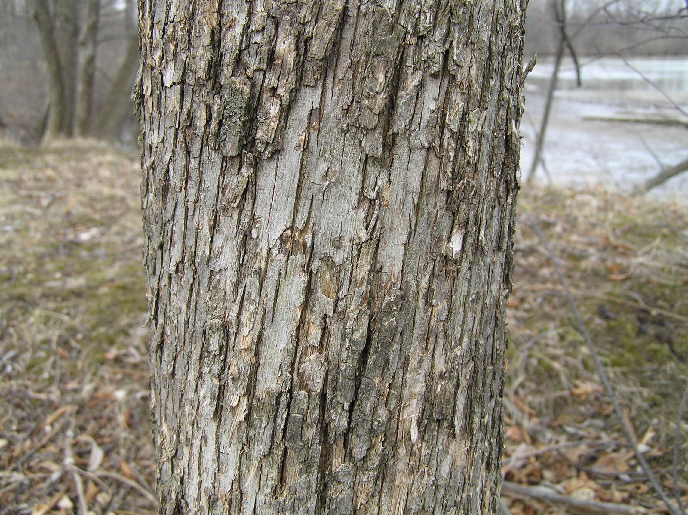 Native Trees of Indiana River Walk