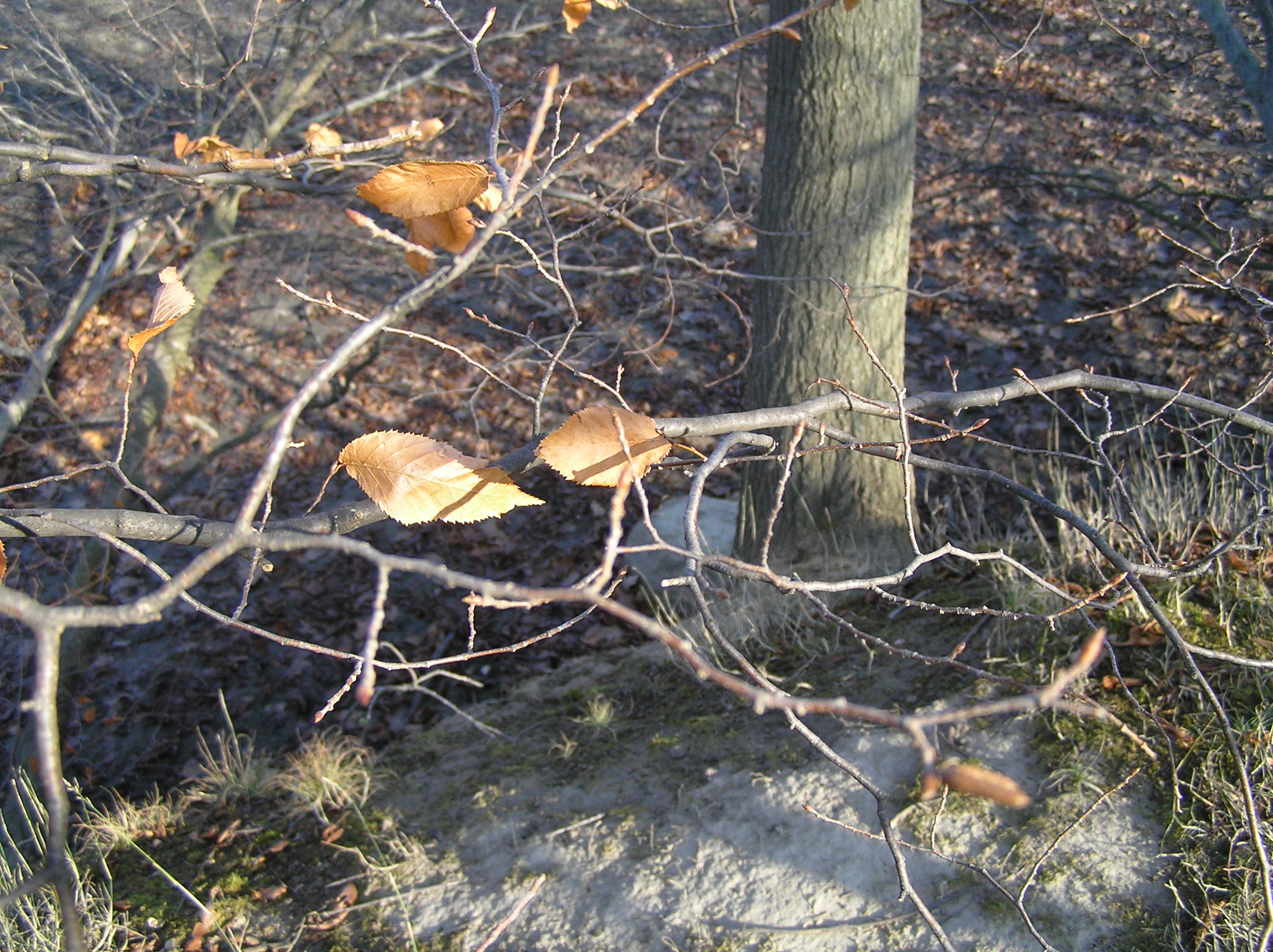 Native Trees of Indiana River Walk