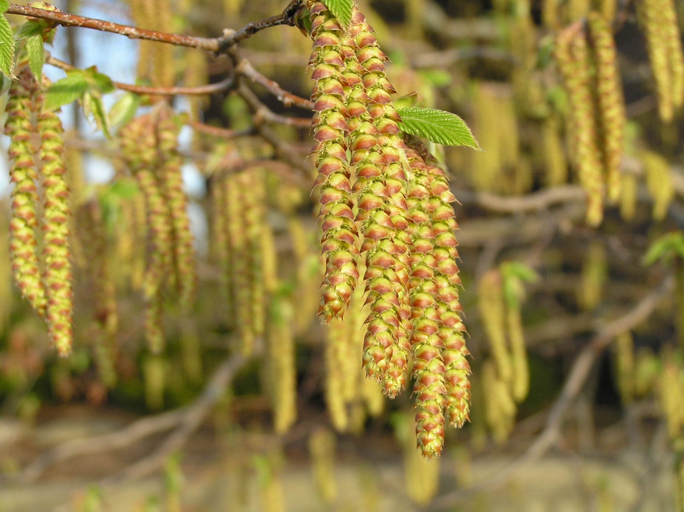 Native Trees of Indiana River Walk