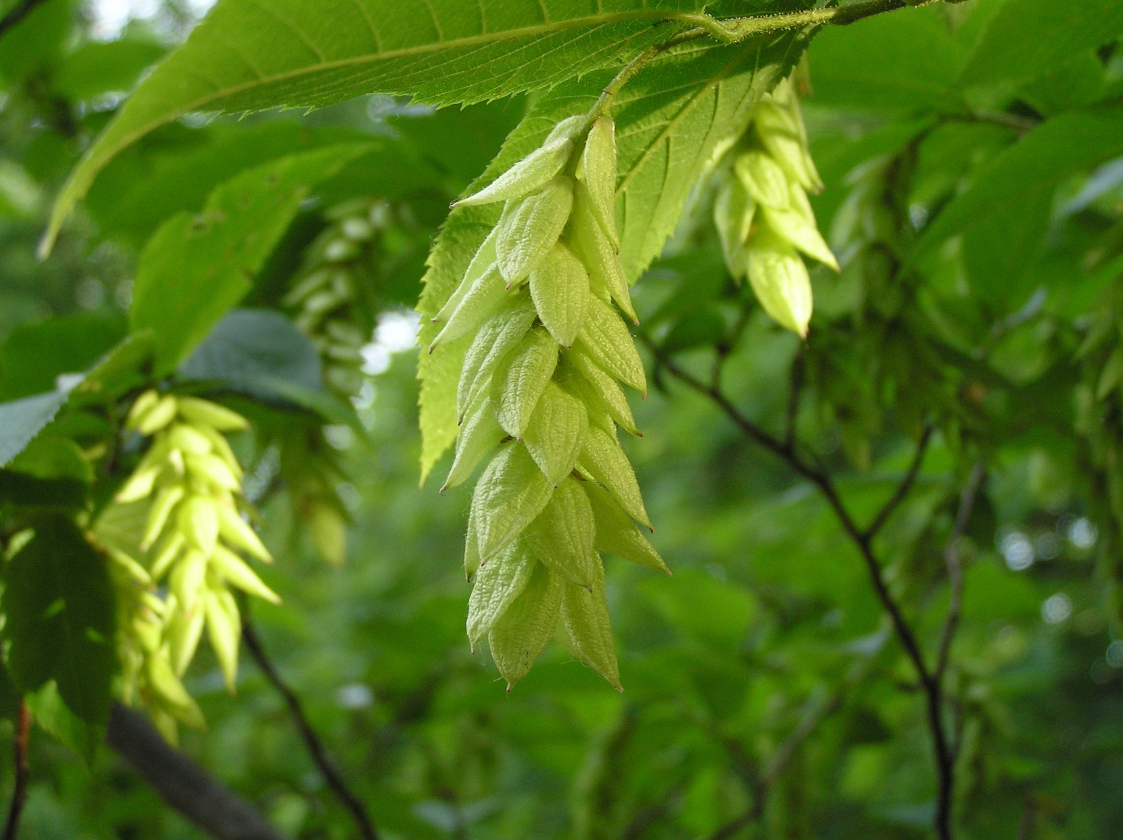 Native Trees of Indiana River Walk