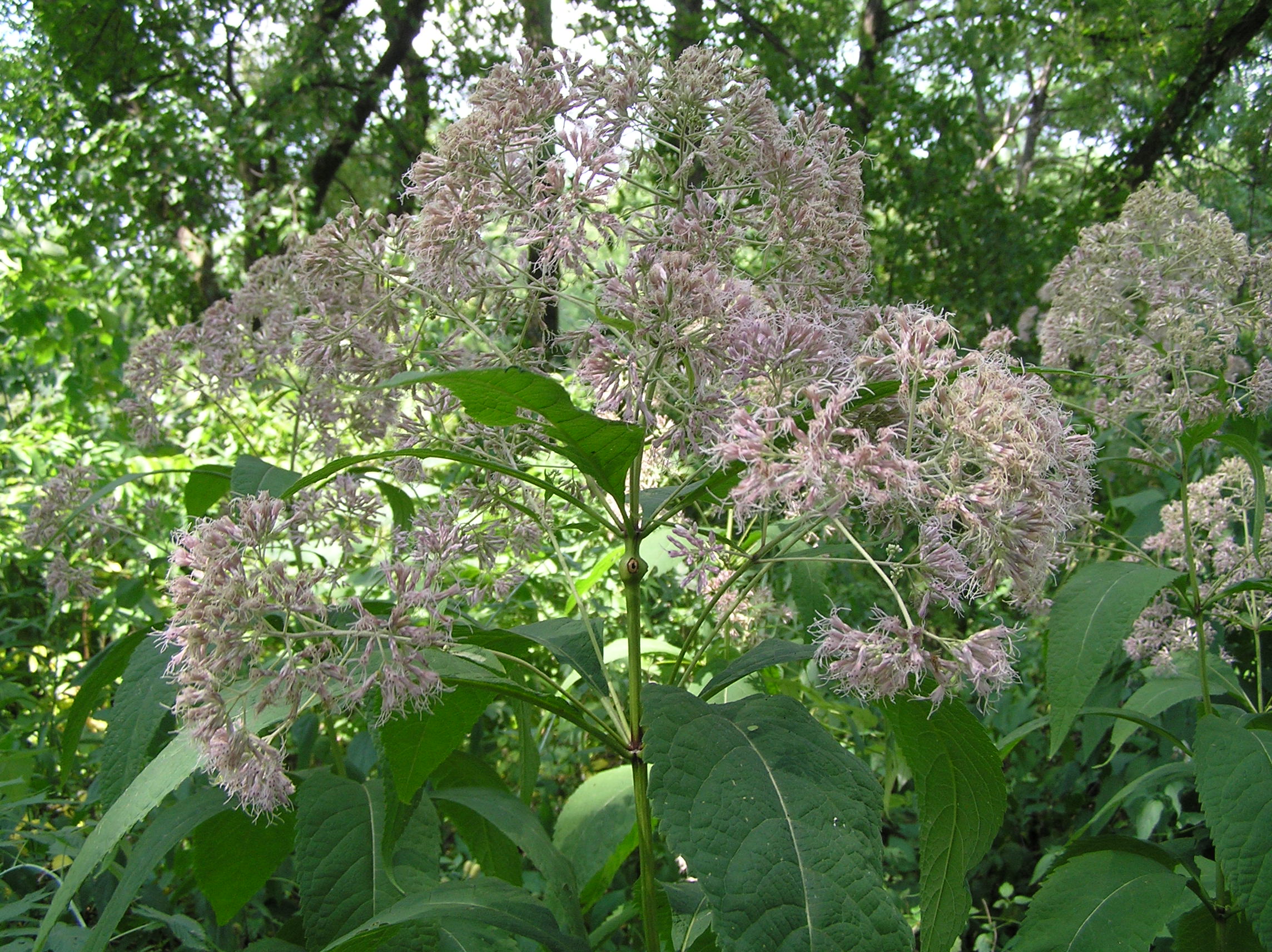 Native Trees of Indiana River Walk
