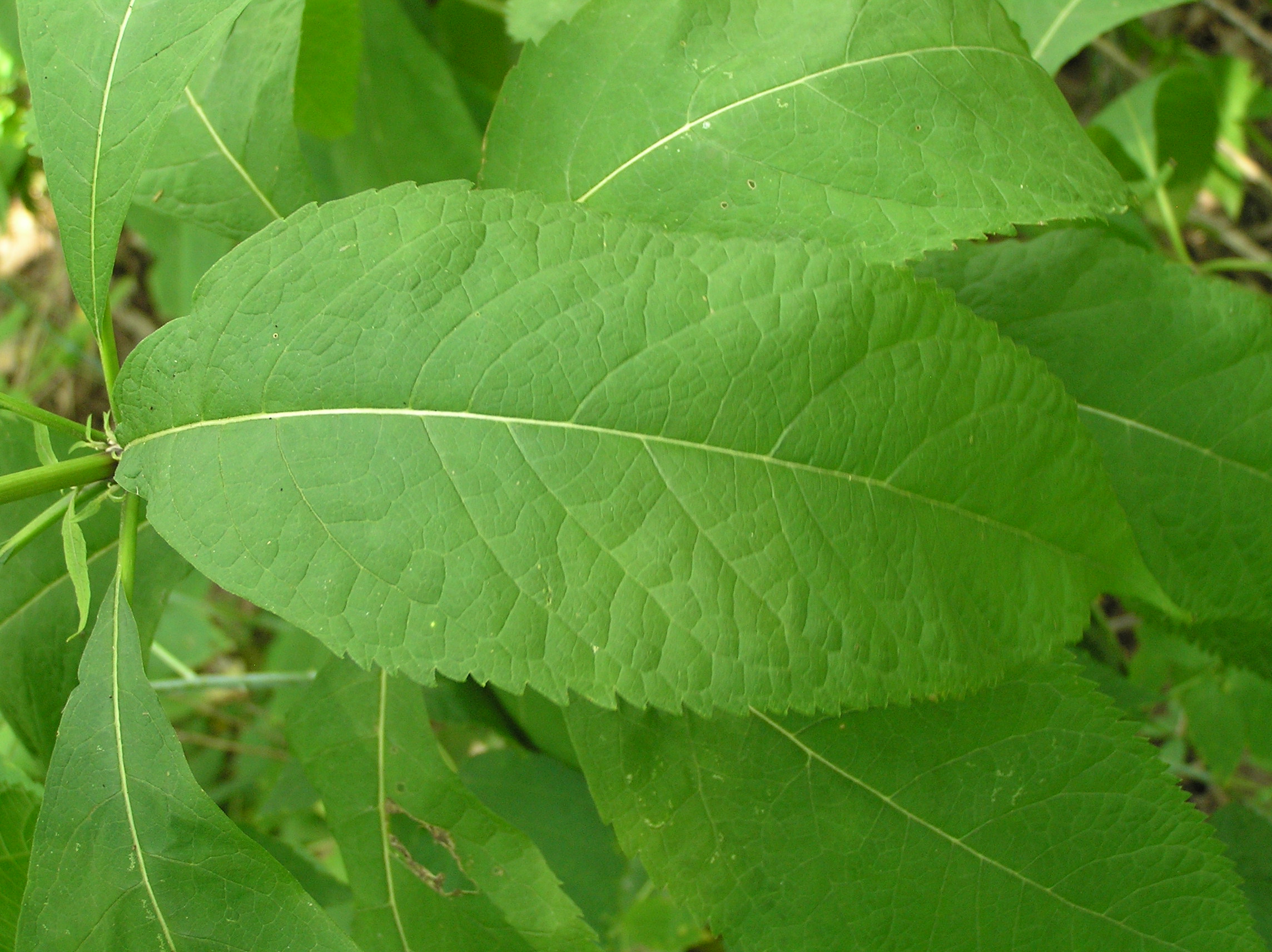 Native Trees of Indiana River Walk