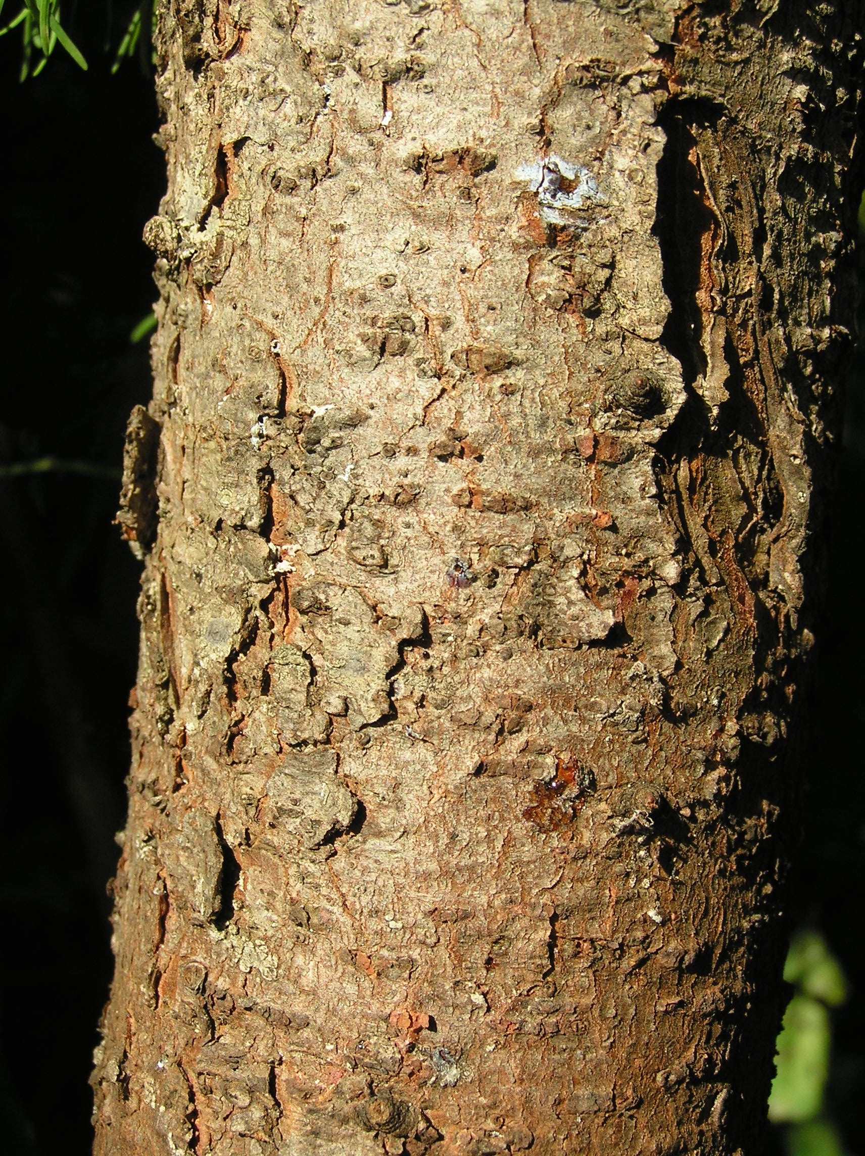 Native Trees of Indiana River Walk