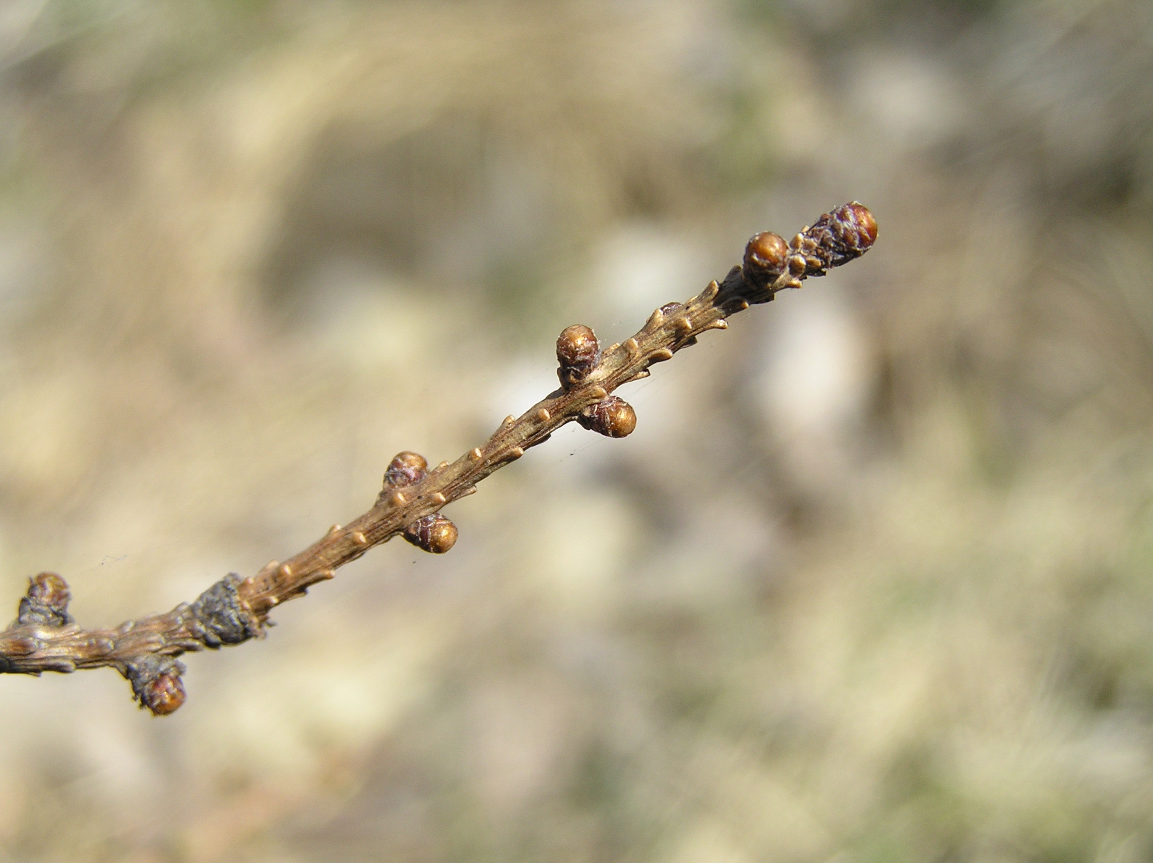 Native Trees of Indiana River Walk