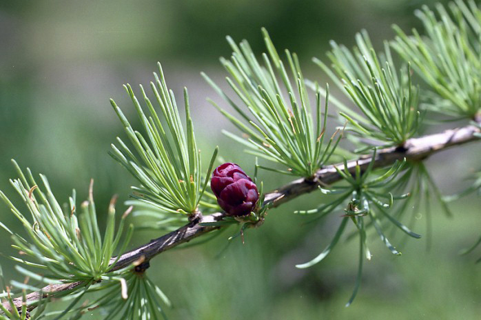 Native Trees of Indiana River Walk