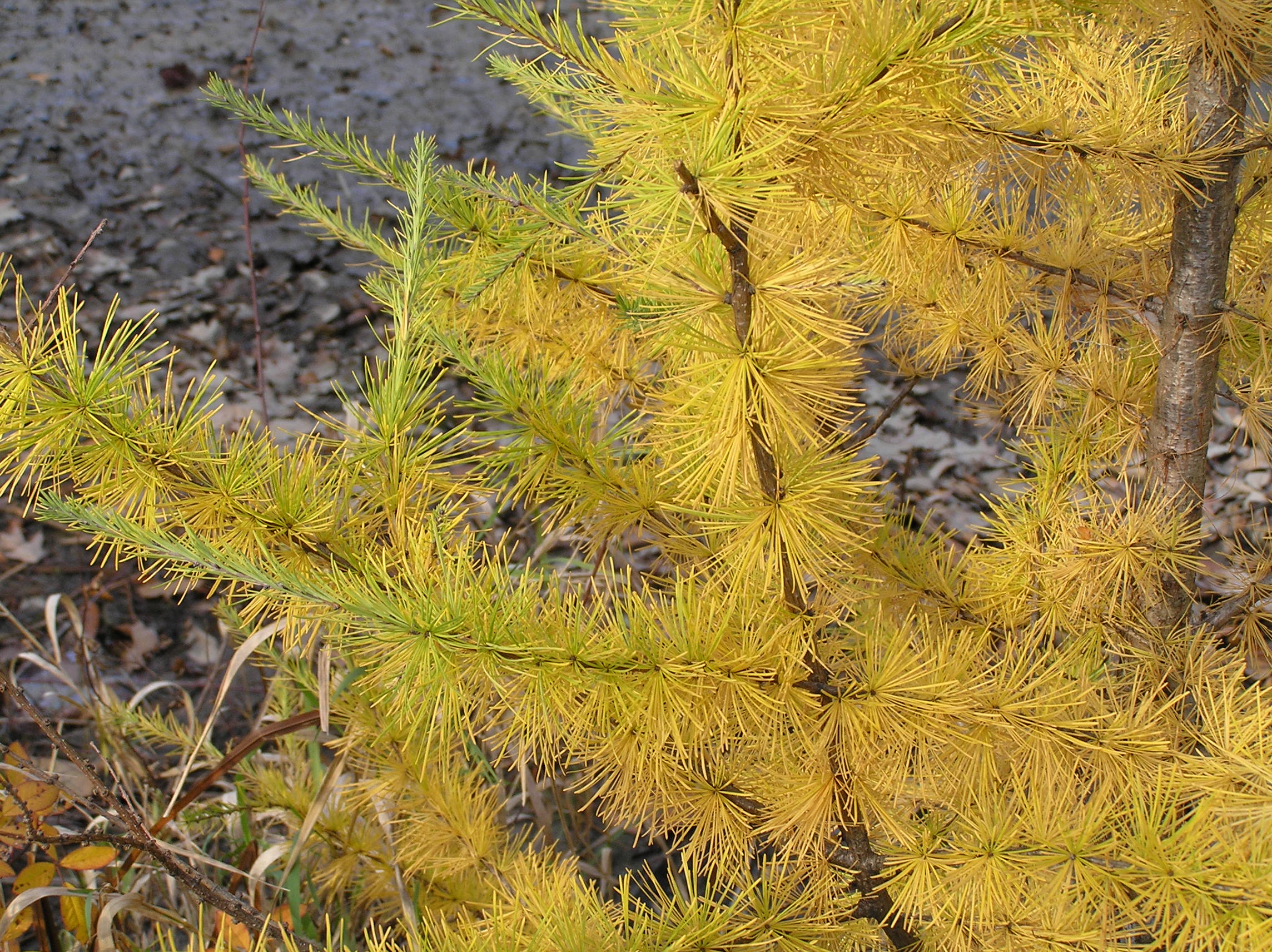 Native Trees of Indiana River Walk
