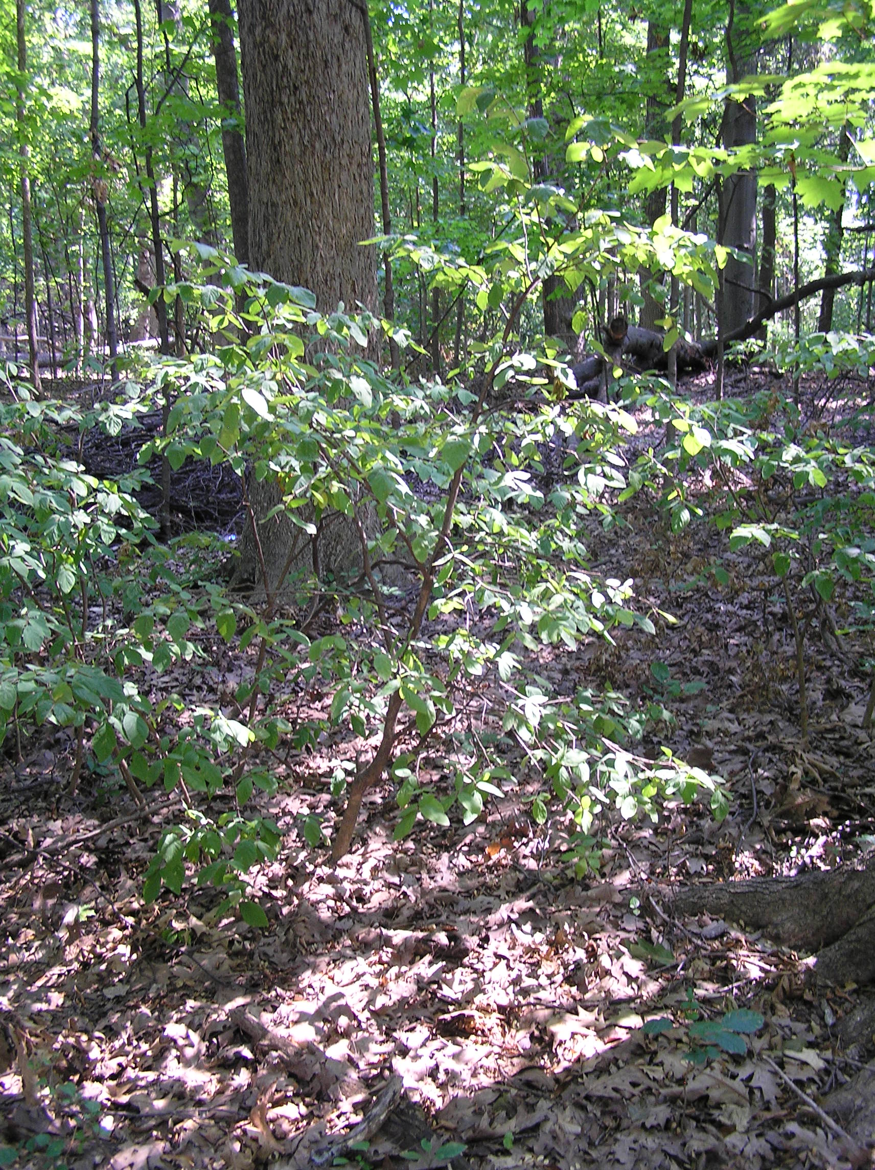 Native Trees of Indiana River Walk